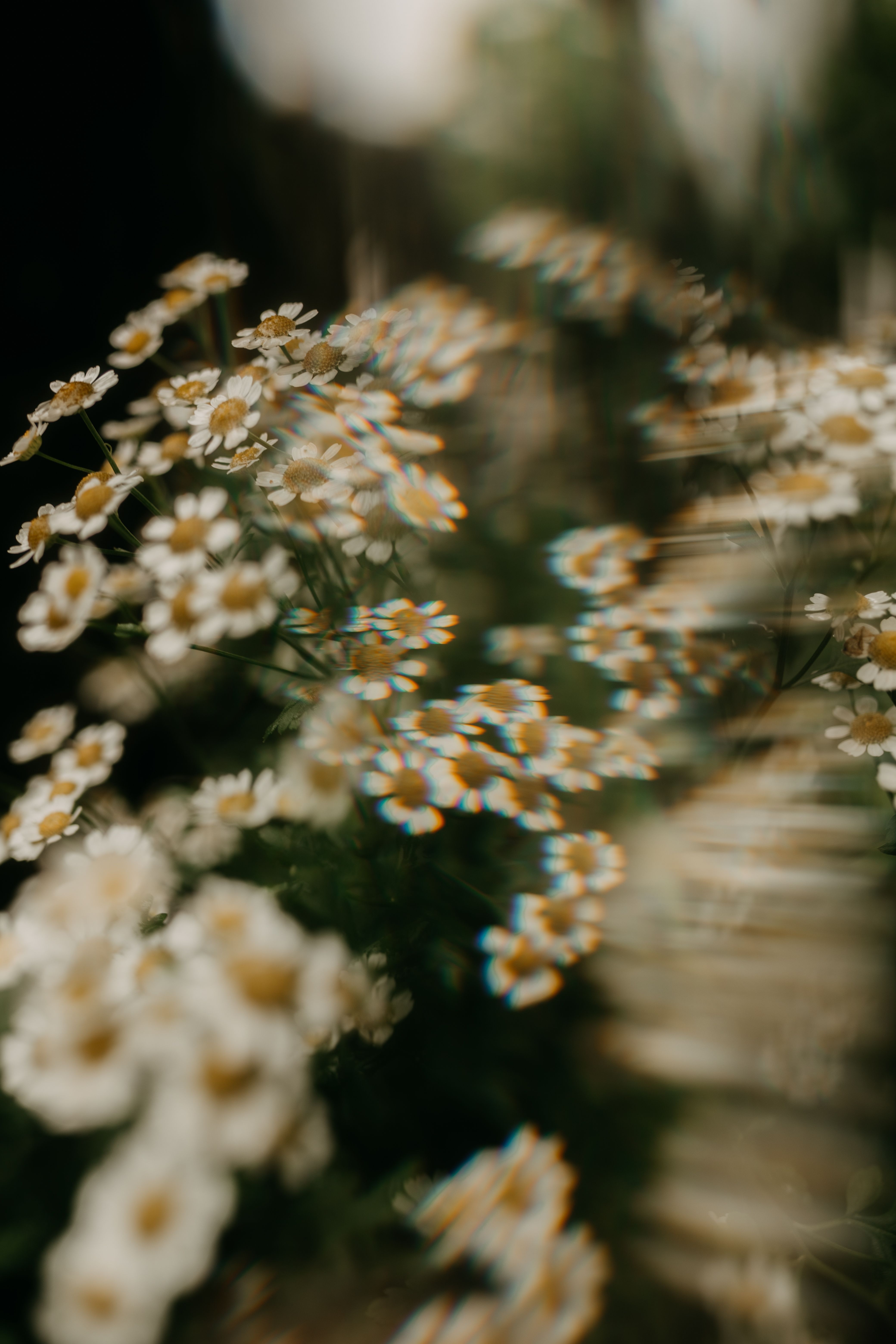 Chamomile Flowers on a Meadow · Free Stock Photo