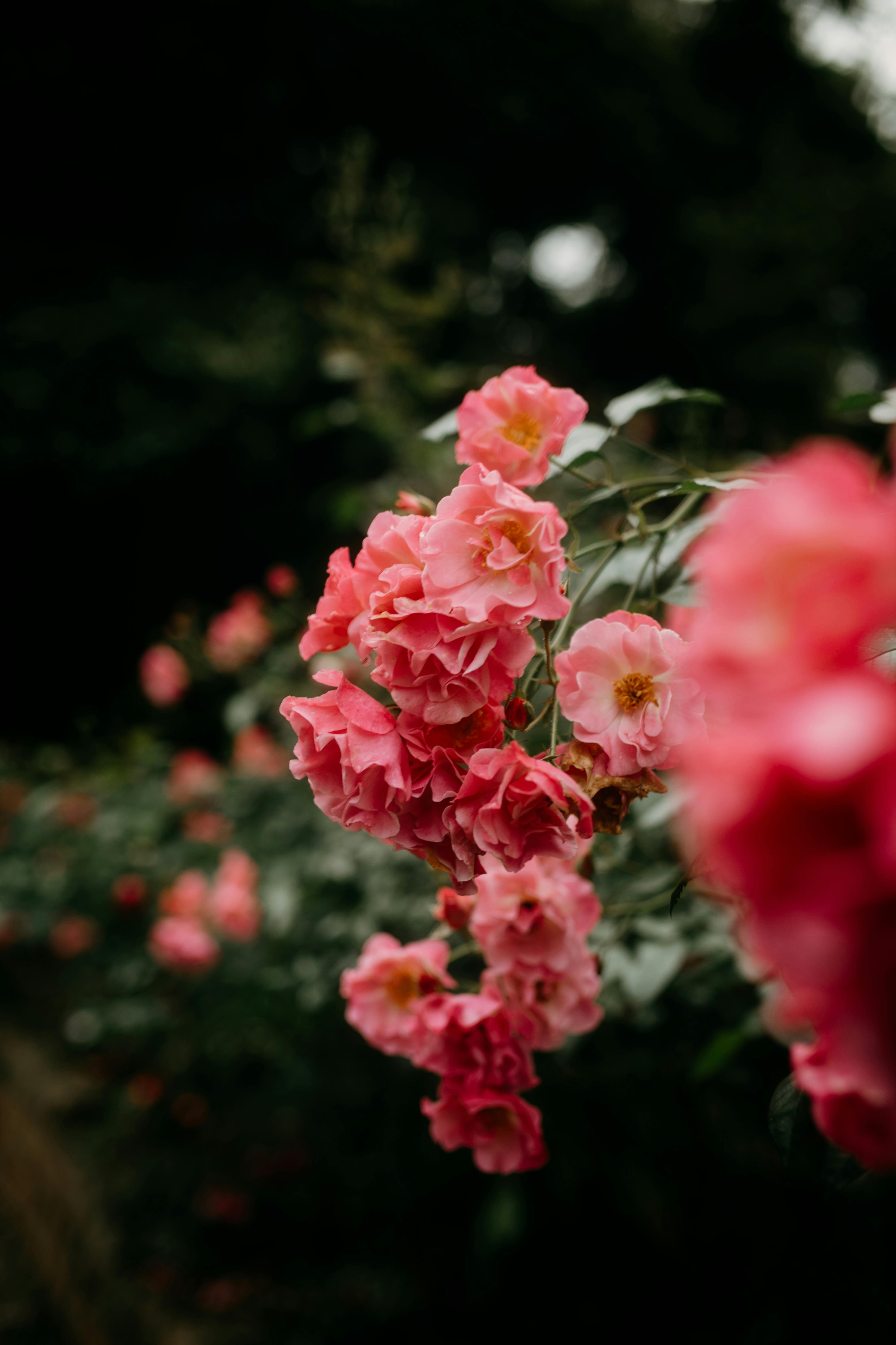 Carnation Flowers in Ceramic Vase · Free Stock Photo