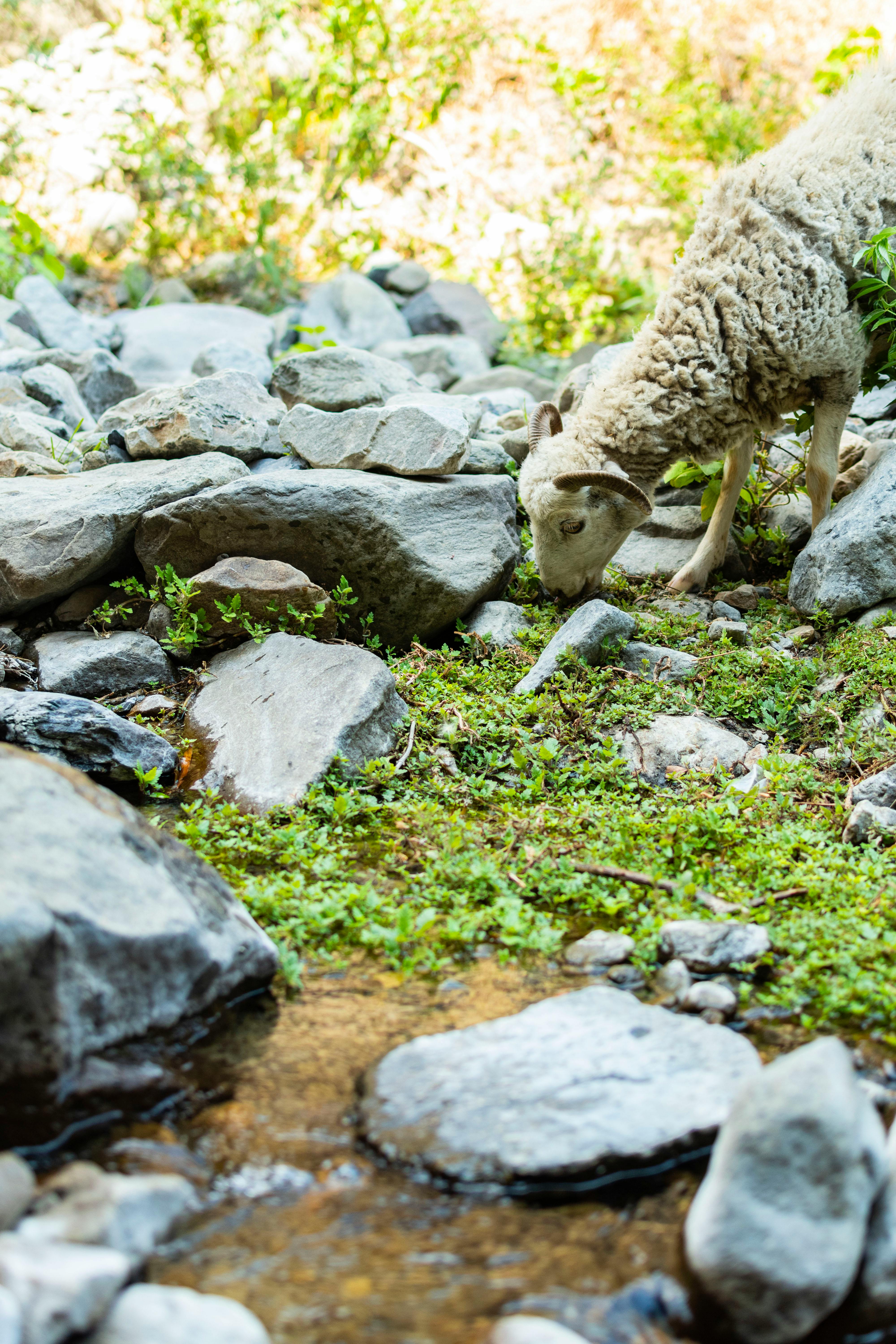 Sheep in a Rocky Valley · Free Stock Photo