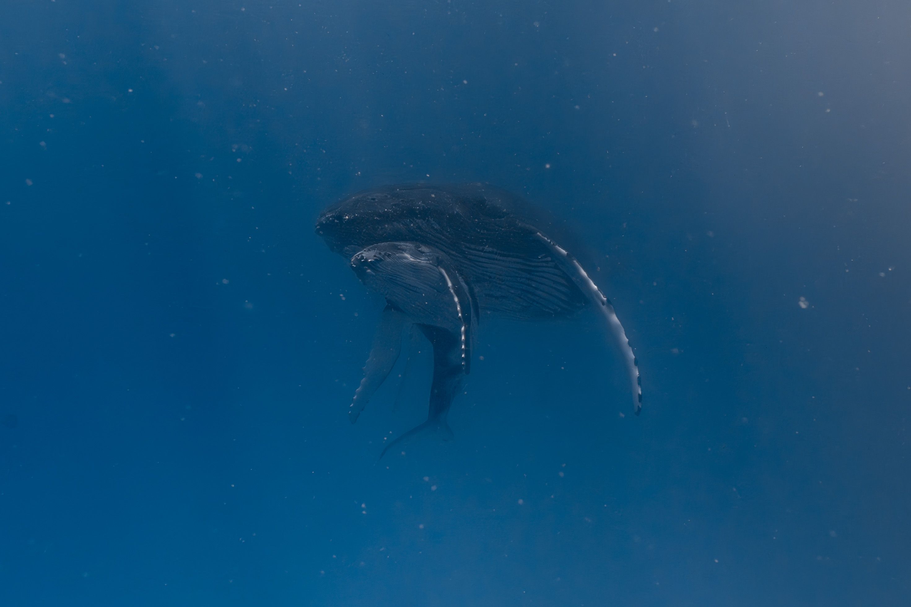 Humpback whale tail swimming underwater of sea · Free Stock Photo