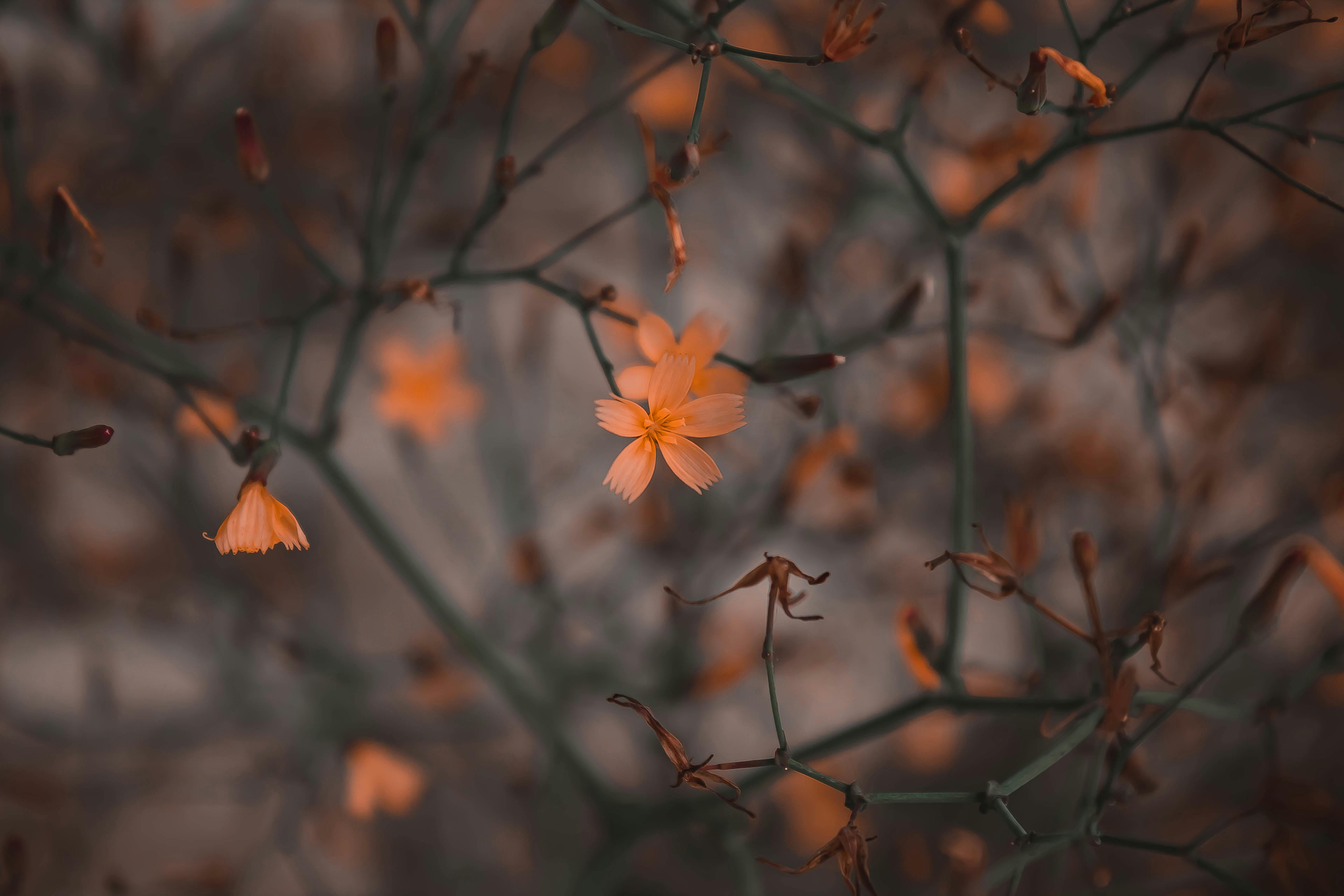 Delicate Flower on Leafless Tree · Free Stock Photo