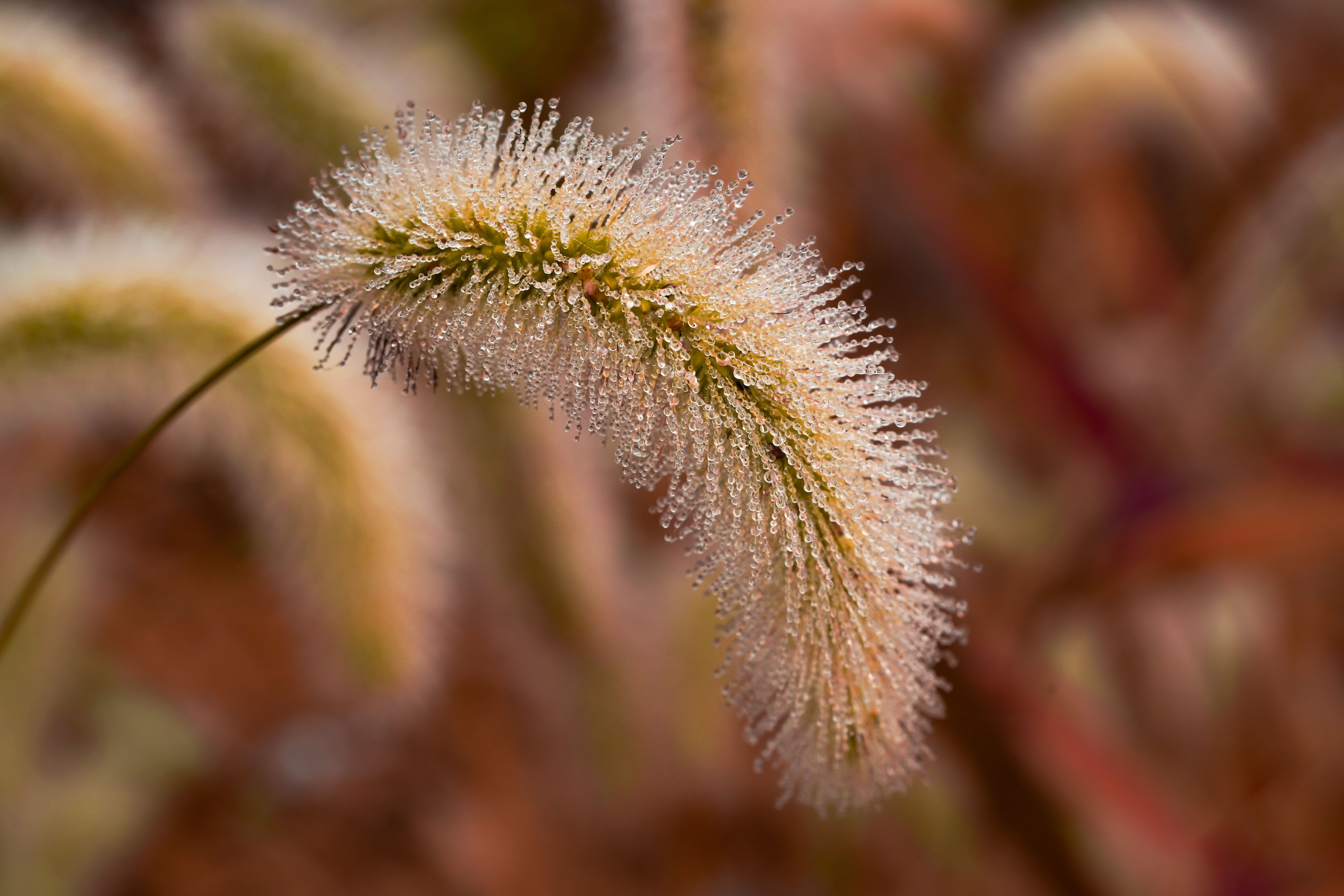Dew Month Photos, Download The BEST Free Dew Month Stock Photos & HD Images