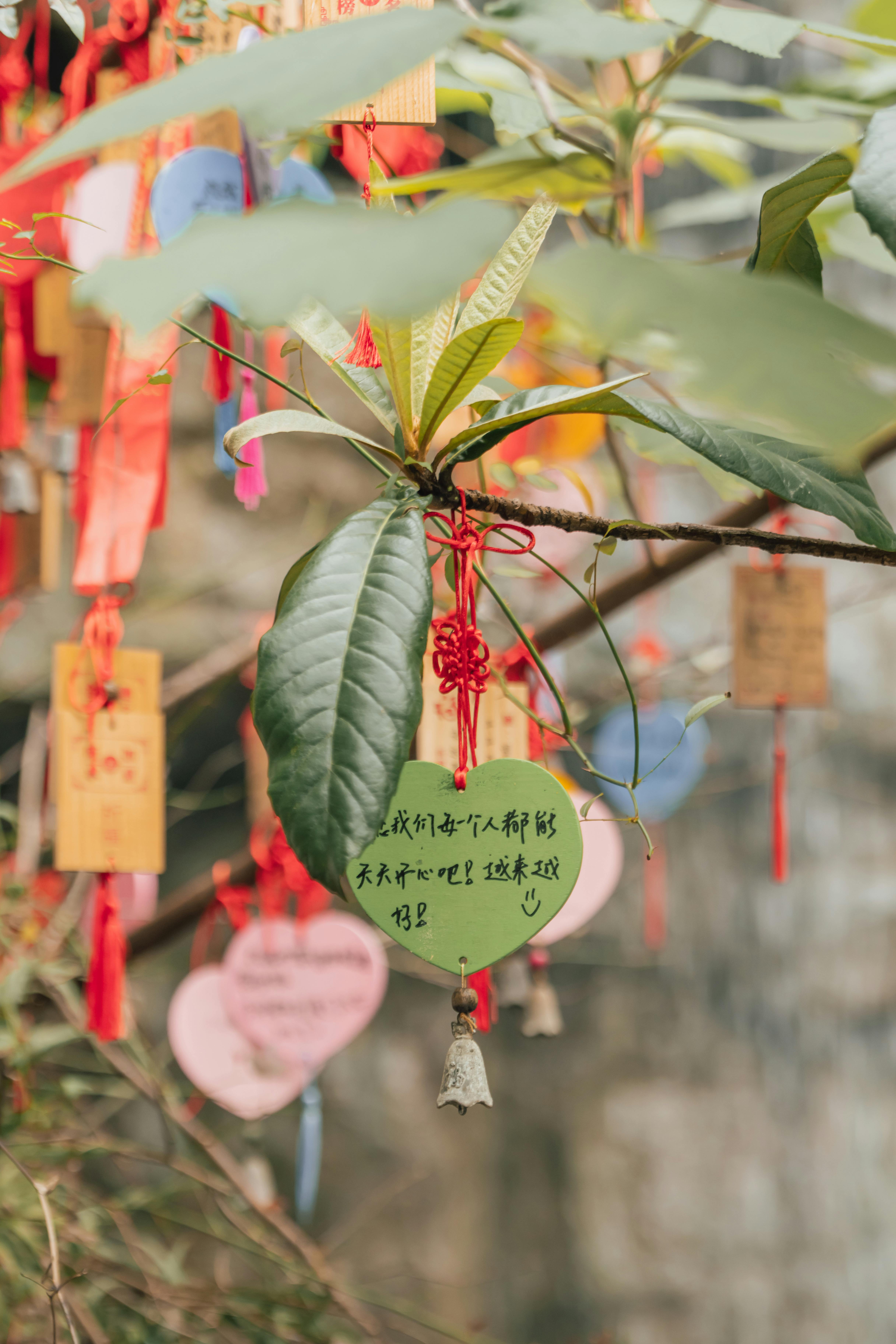 A Wishing Tree · Free Stock Photo