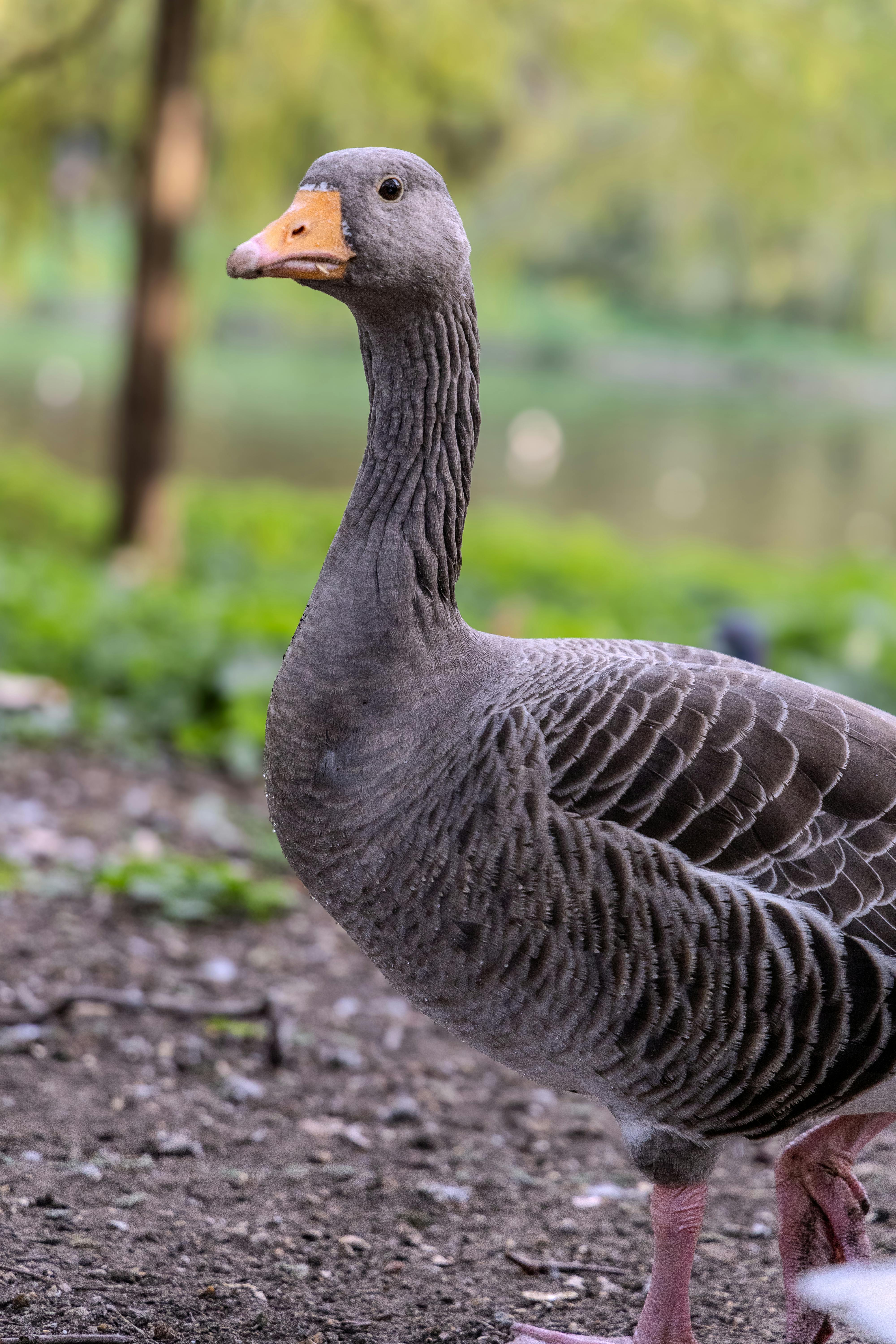 Close up of a Goose · Free Stock Photo