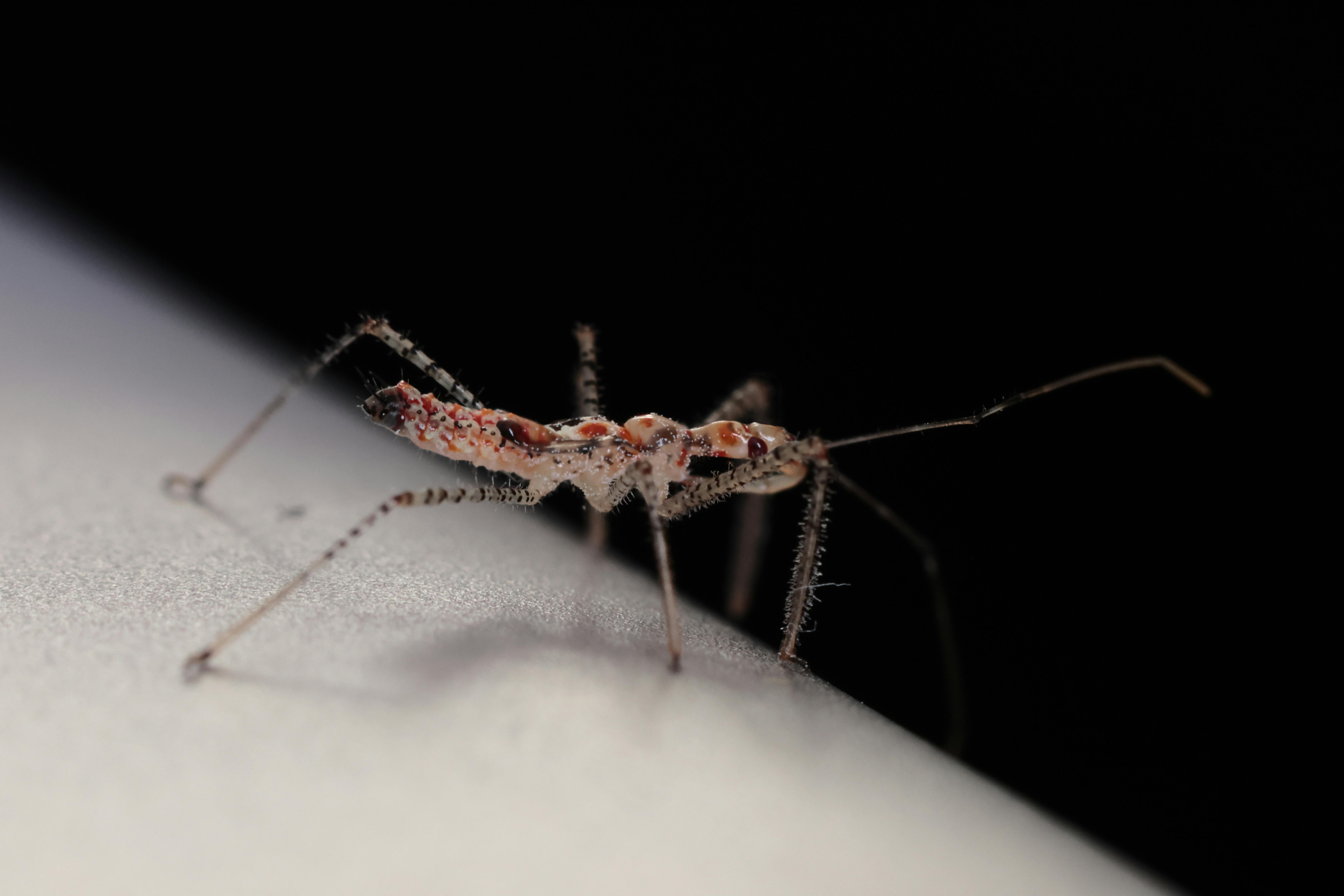 Close up of Sinea Bug · Free Stock Photo