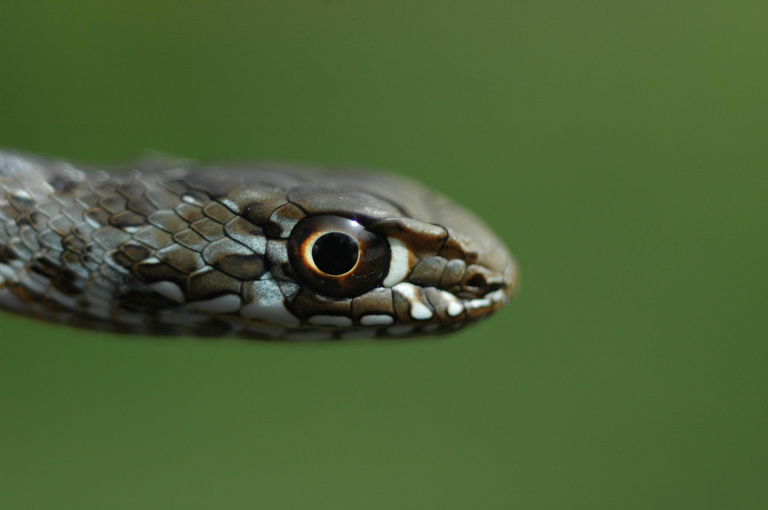 Snake Eyeball Photos, Download The BEST Free Snake Eyeball Stock Photos ...