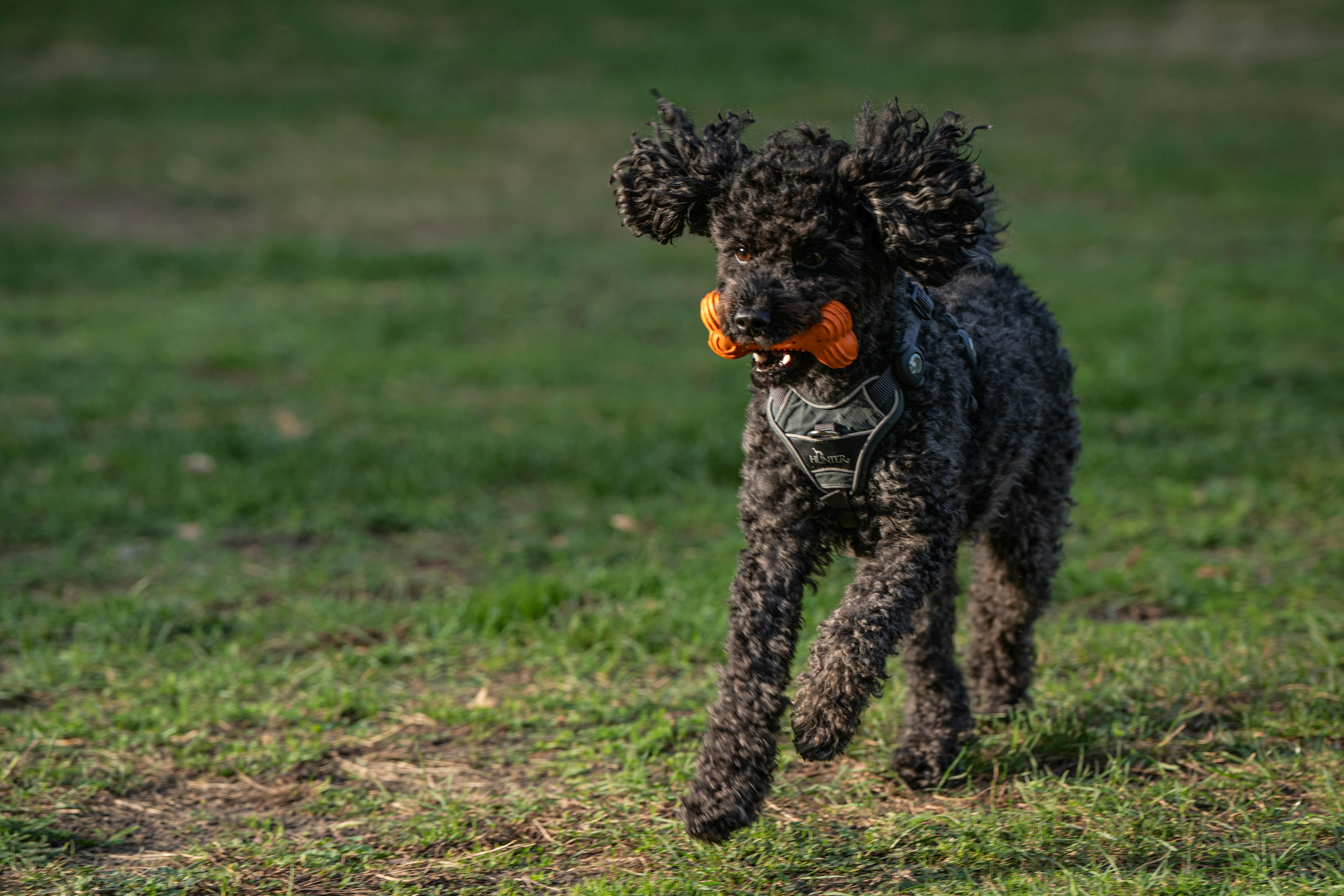 Funny Black Puddle Dog Running with a Toy Bone in Teeth · Free Stock Photo