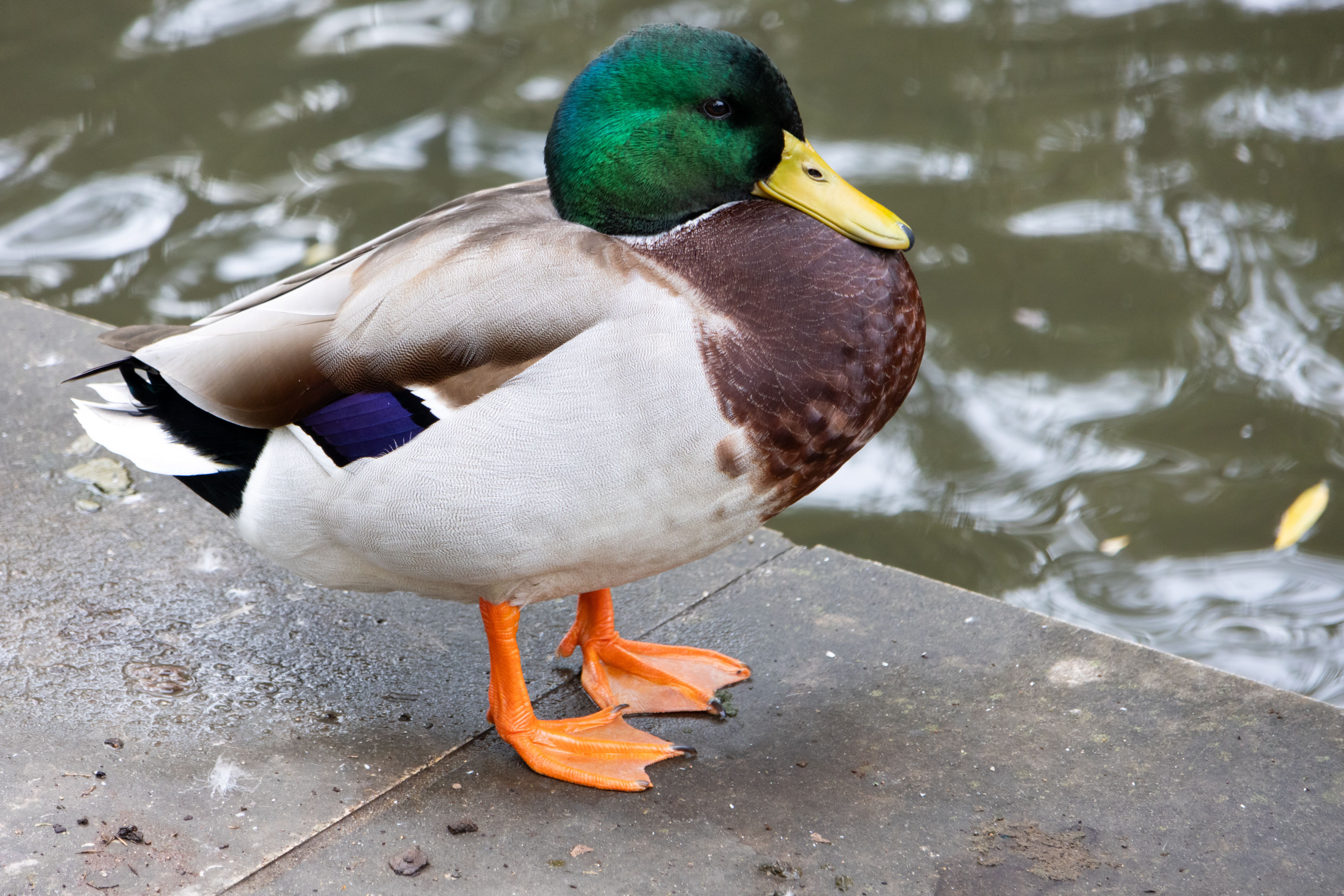 Mallard Duck Standing by Water · Free Stock Photo
