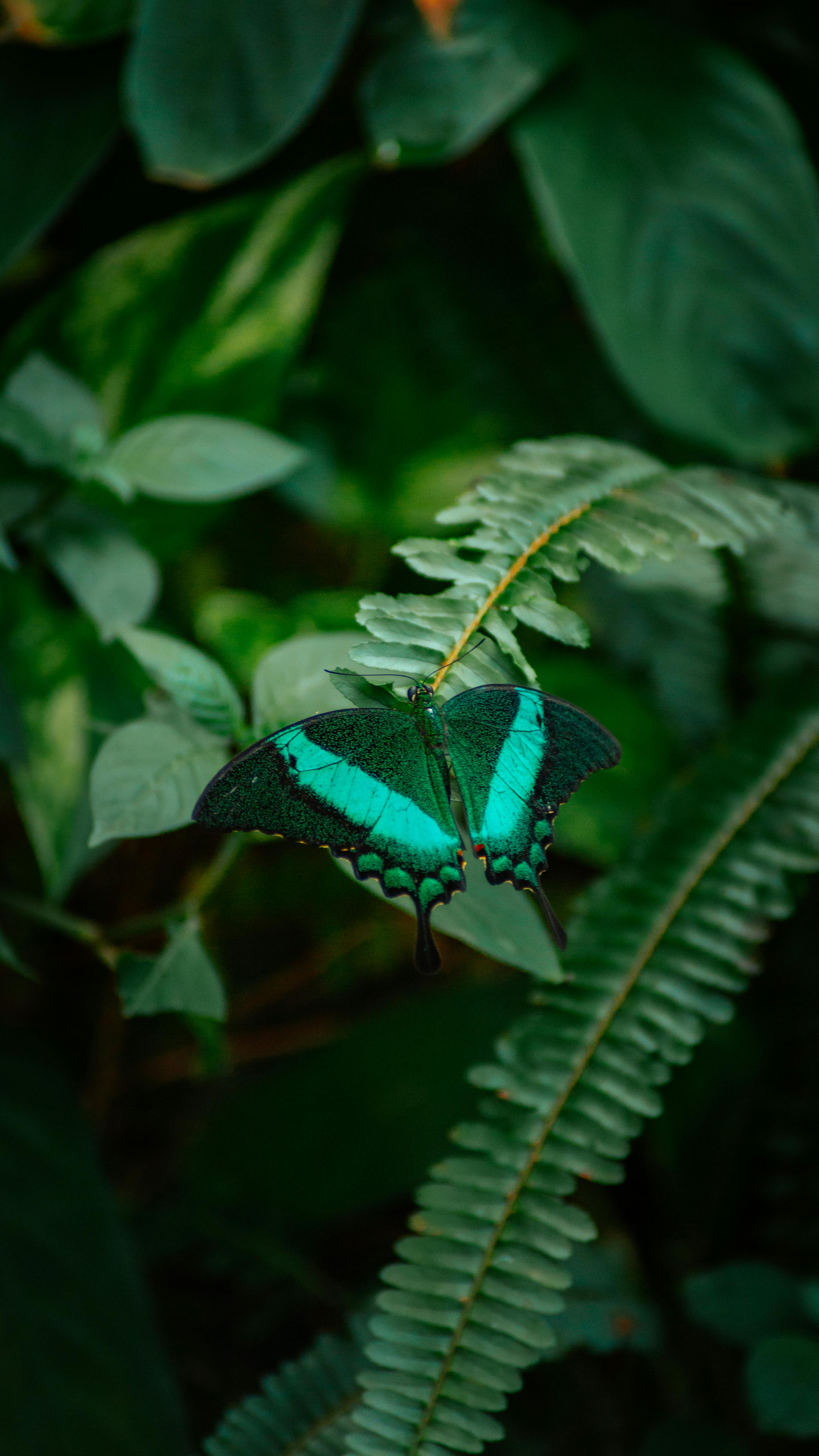 Butterfly Emerging Photos, Download The BEST Free Butterfly Emerging ...