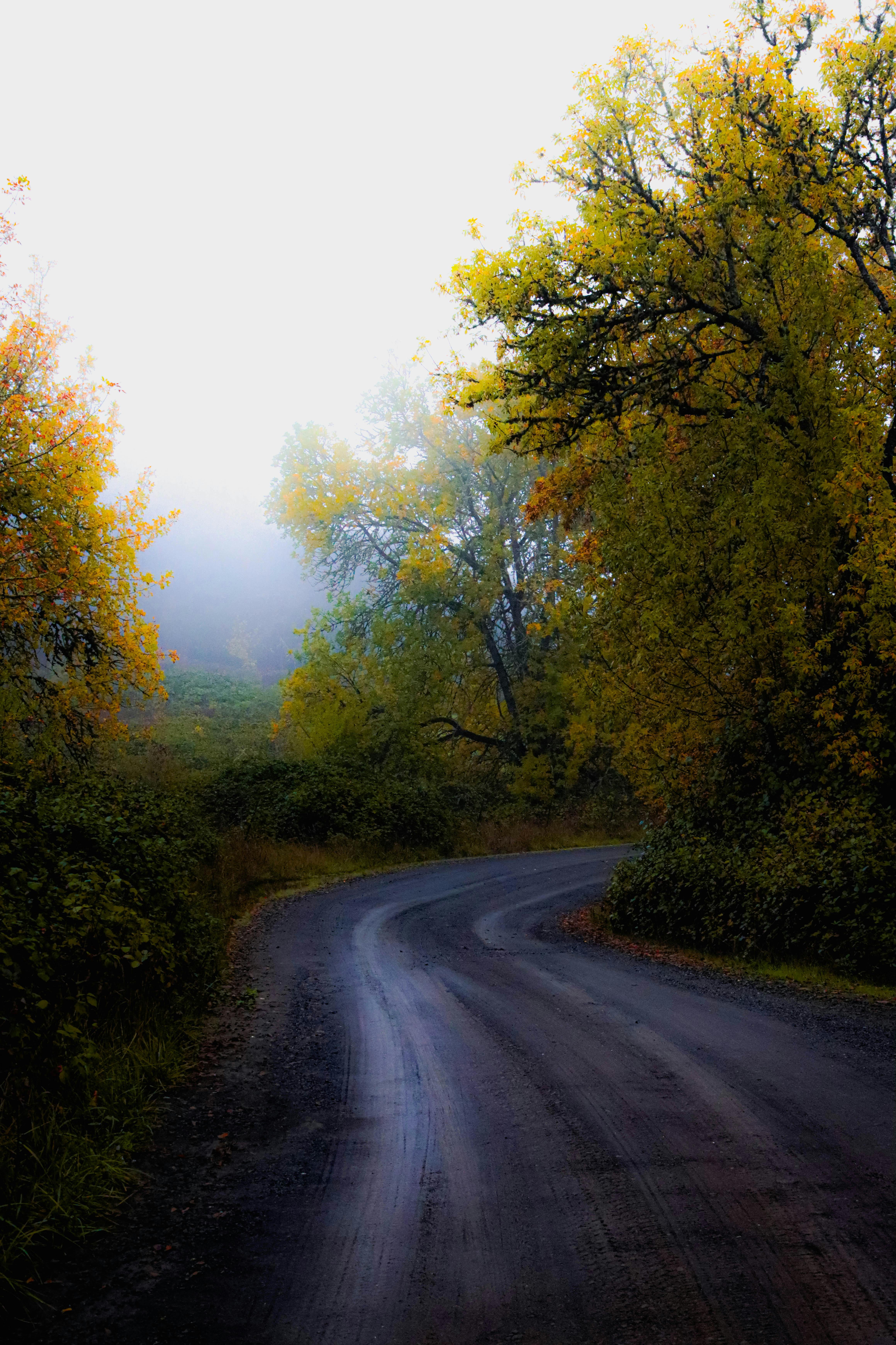Colorful Trees around Dirt Road in Forest in Autumn · Free Stock Photo