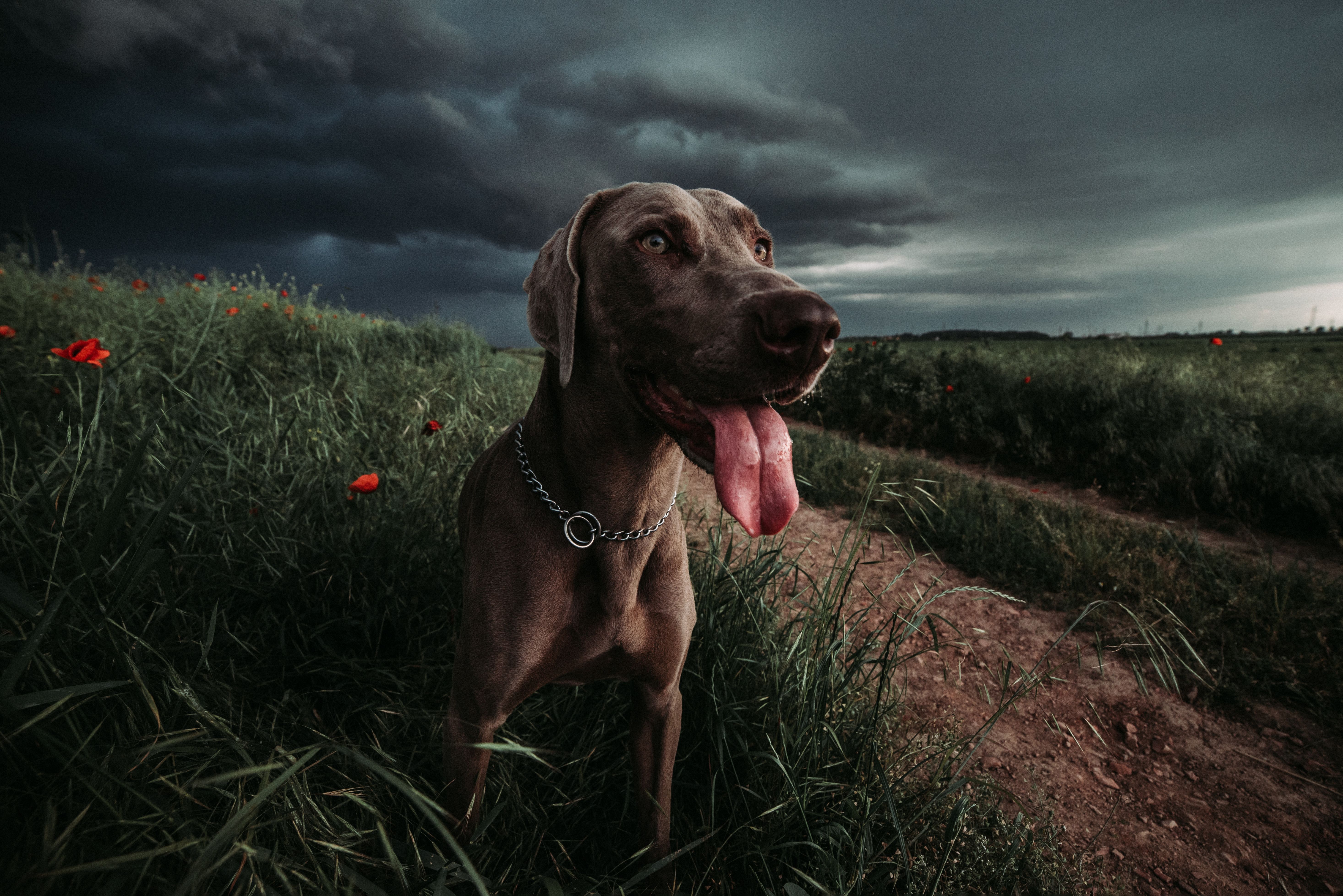 Vodafone Dog Photos, Download The BEST Free Vodafone Dog Stock Photos ...