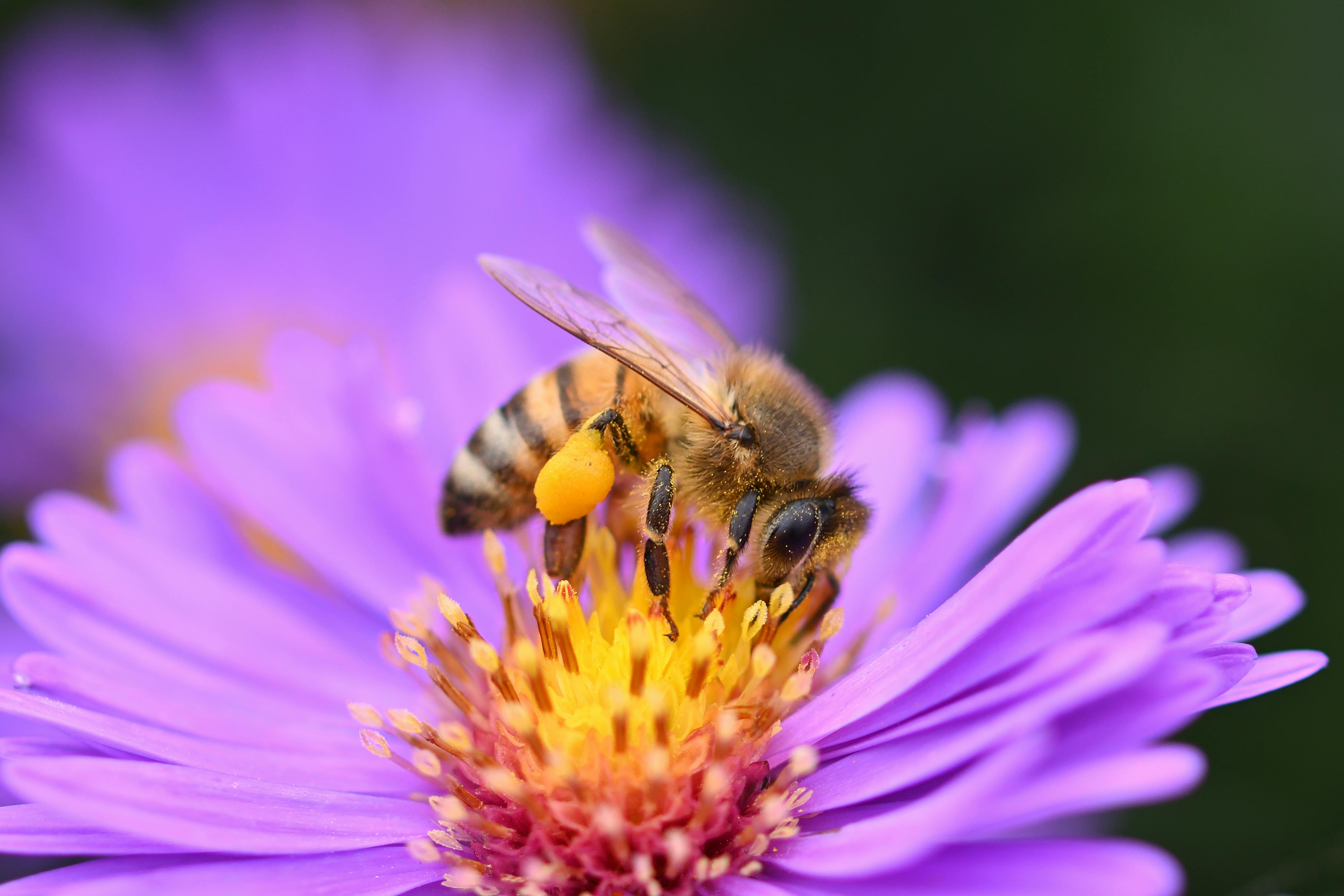 European Honey Bee Collecting Nectar Covered in Pollen · Free Stock Photo
