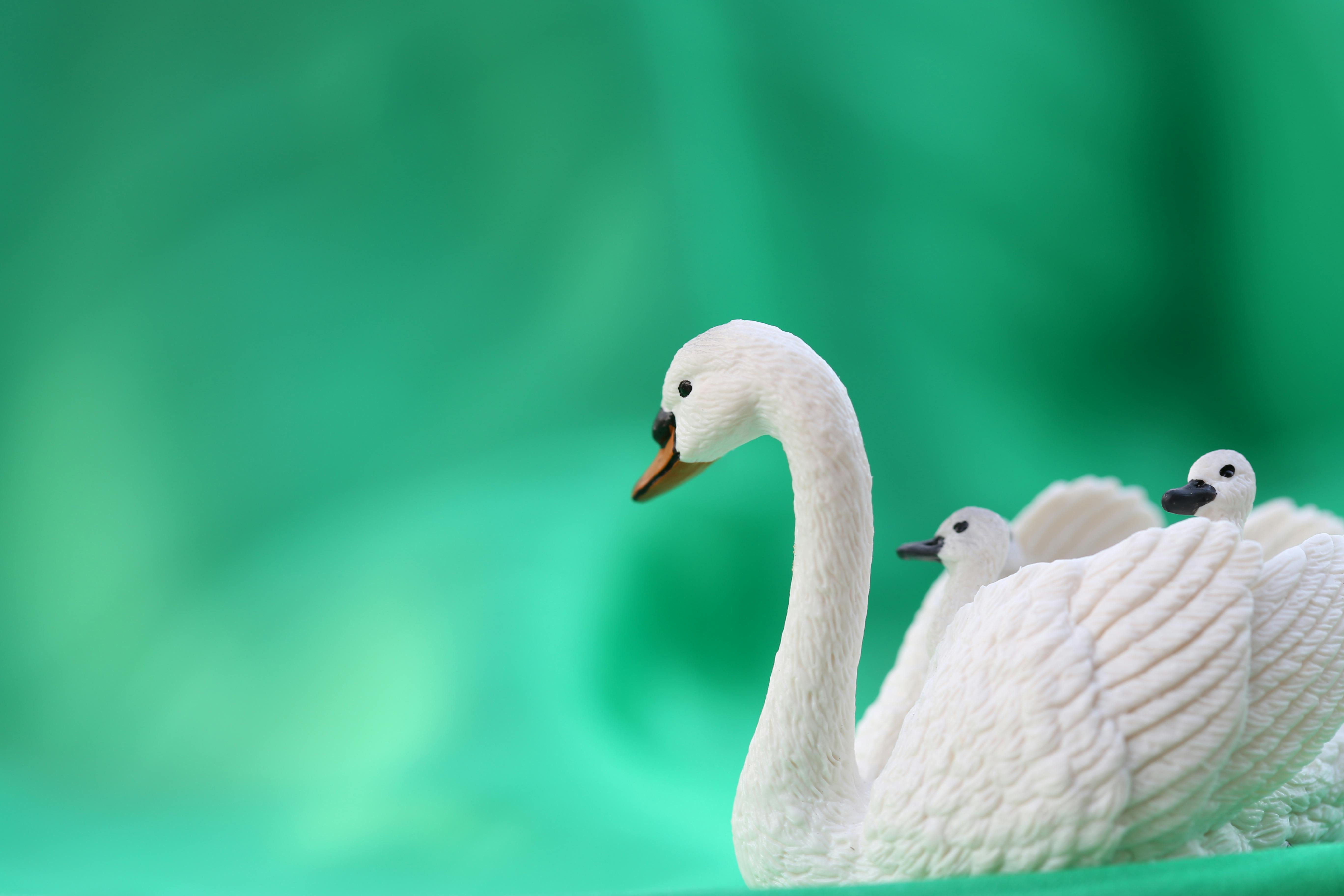 Swan Background Photos, Download The BEST Free Swan Background Stock ...