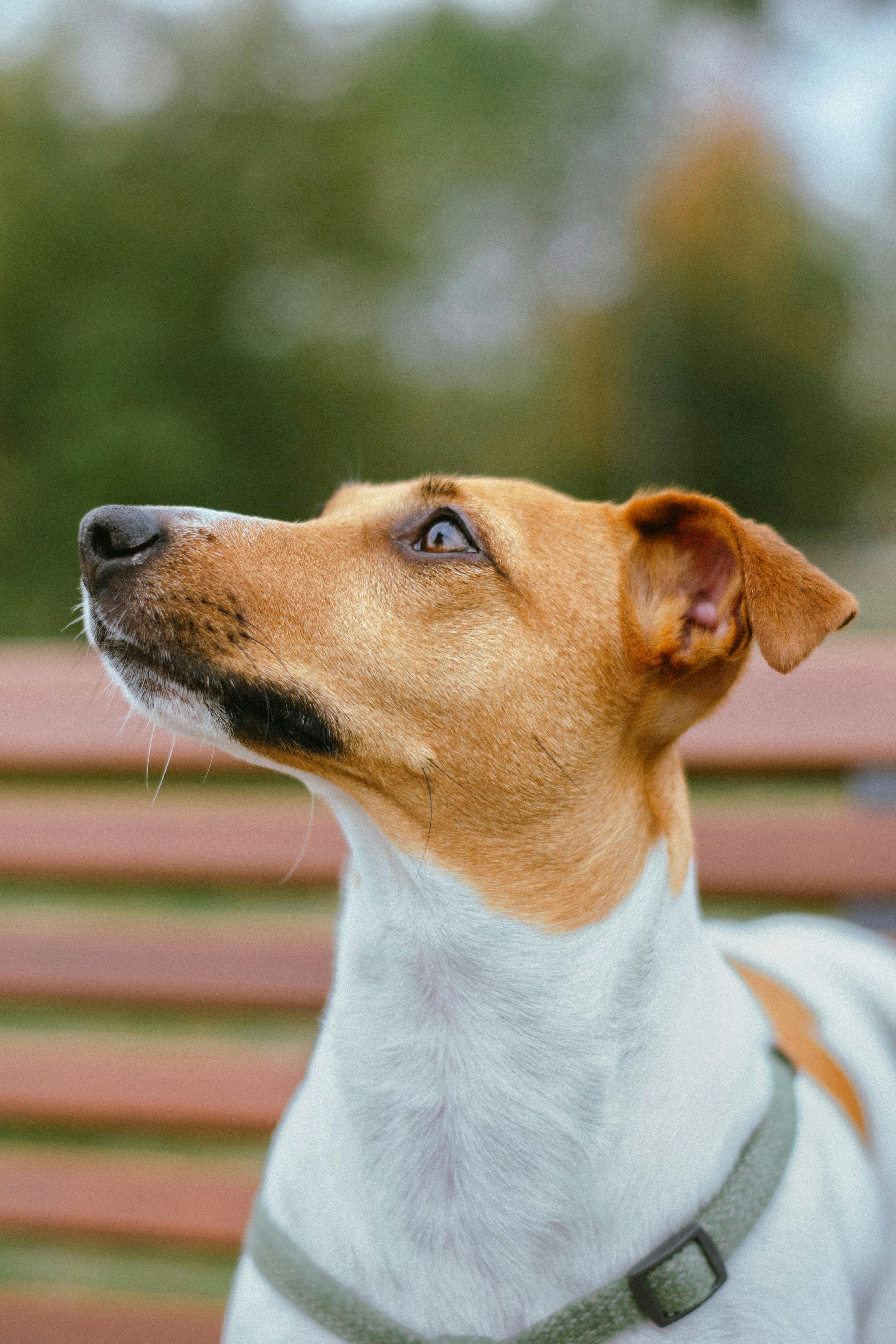 Dog Profile Photos, Download The BEST Free Dog Profile Stock Photos ...