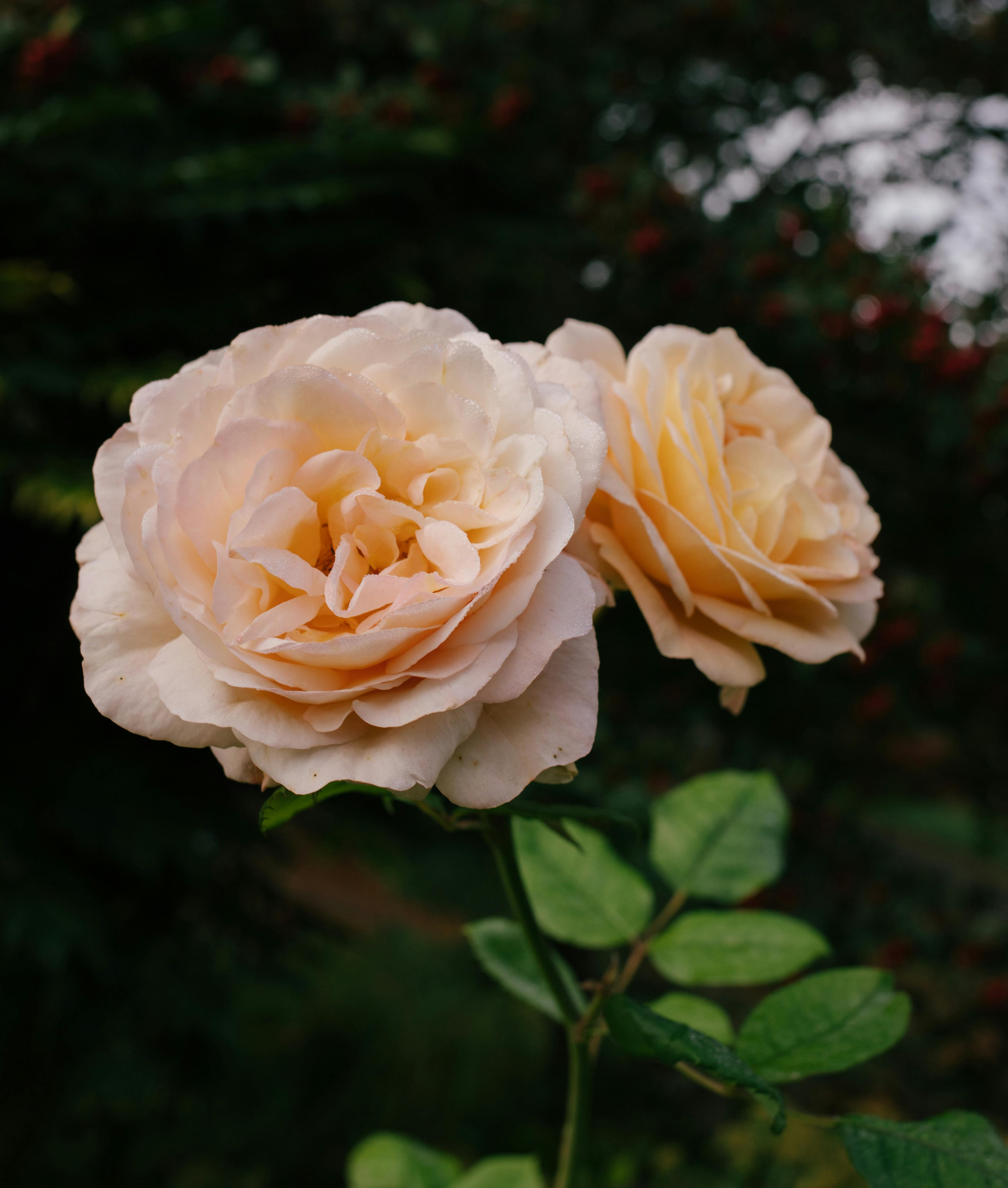 Close-Up Photo of Pink and Cream Garden Rose Flowers · Free Stock Photo