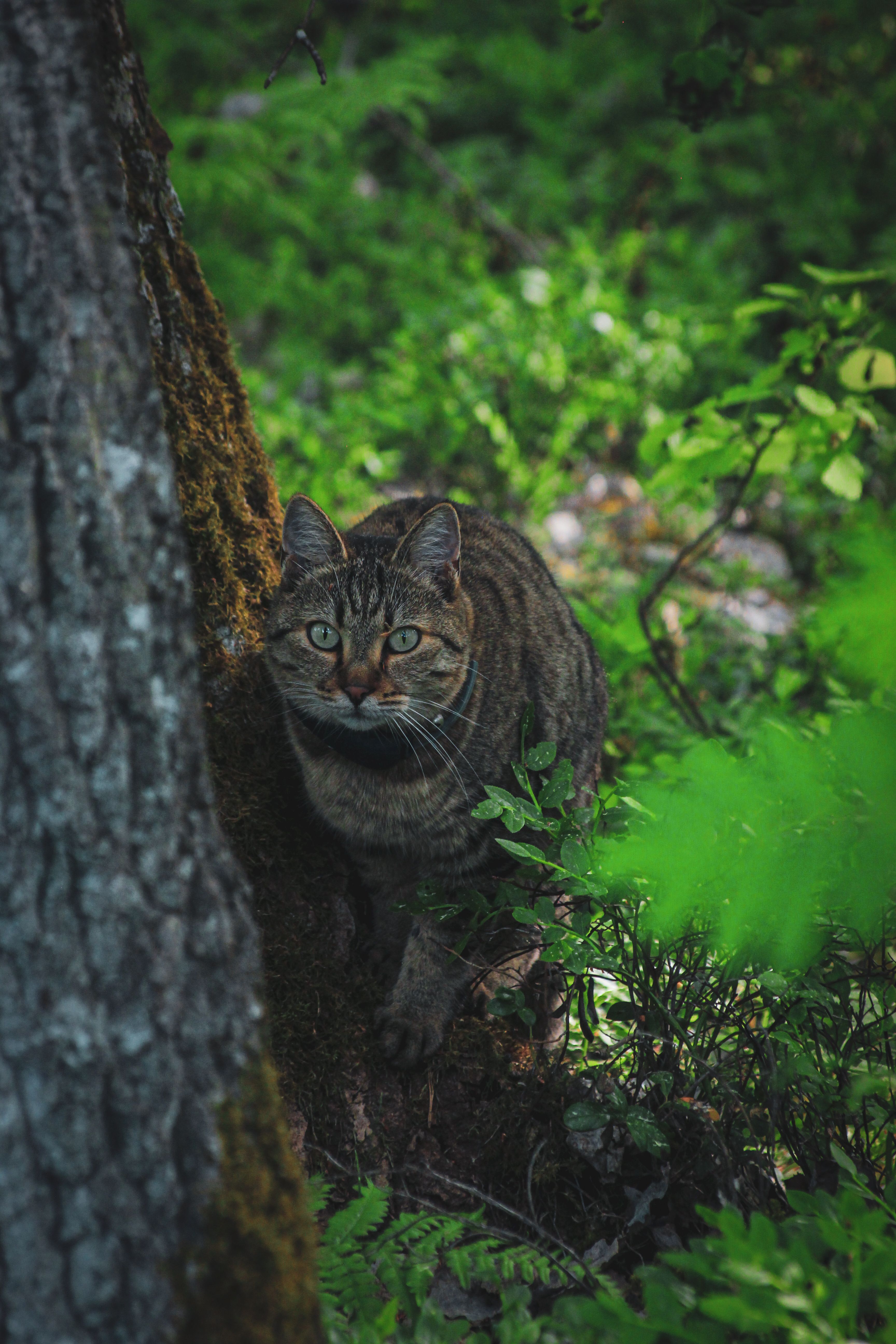 Adorable Cat Photos, Download The BEST Free Adorable Cat Stock Photos ...