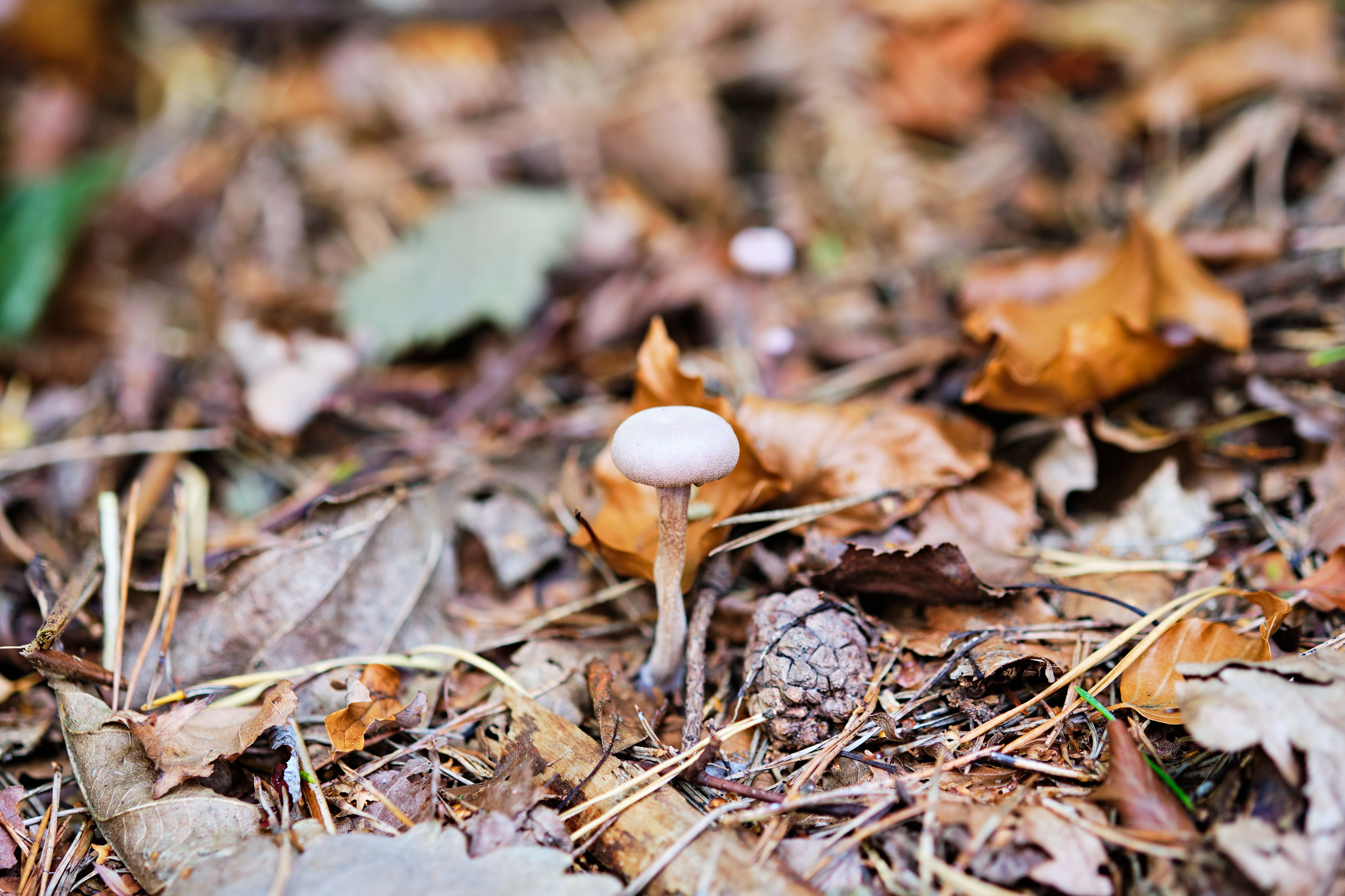 Closeup of Beige Fungi on a Forest Floor · Free Stock Photo