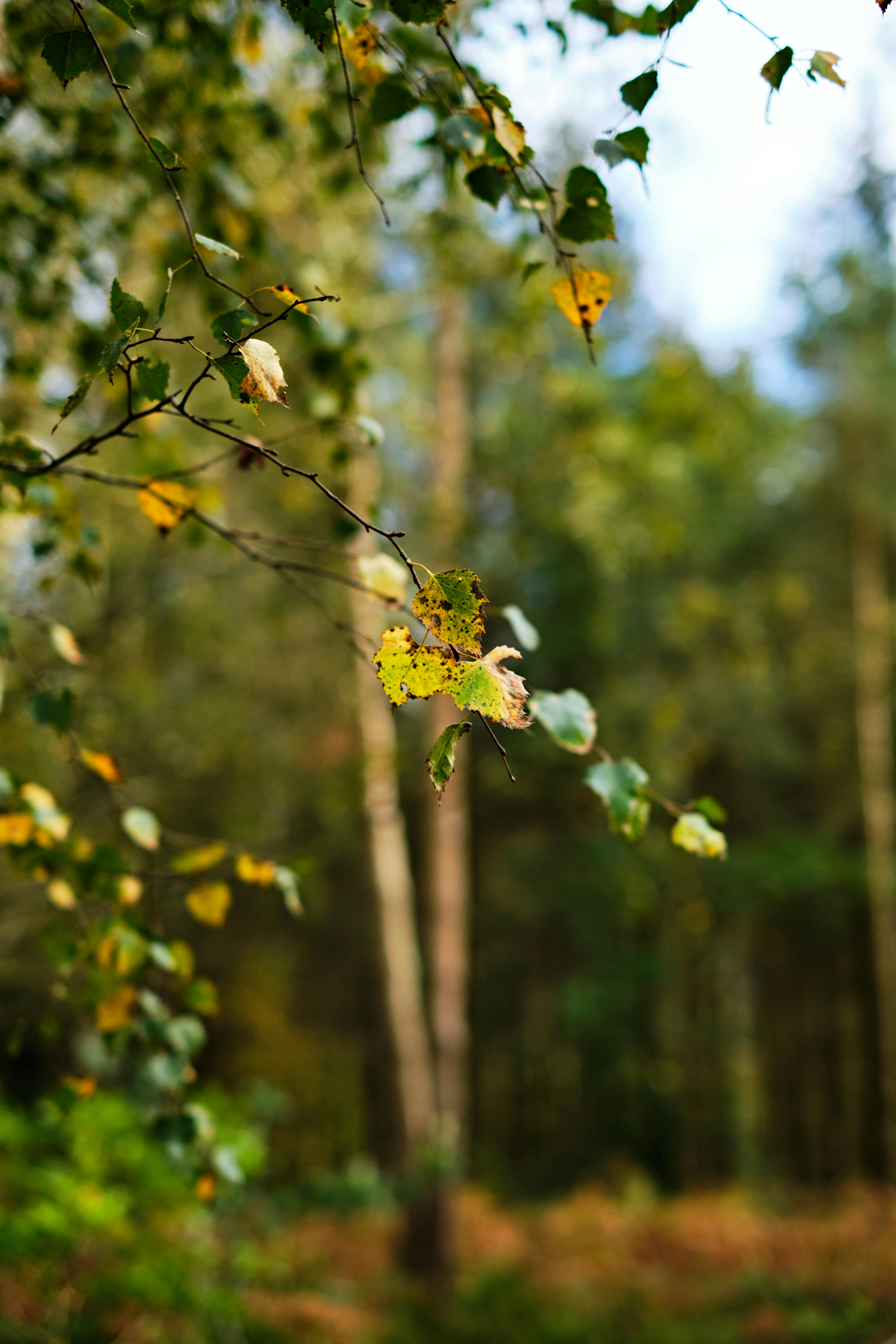 Tree Branch in the Forest · Free Stock Photo