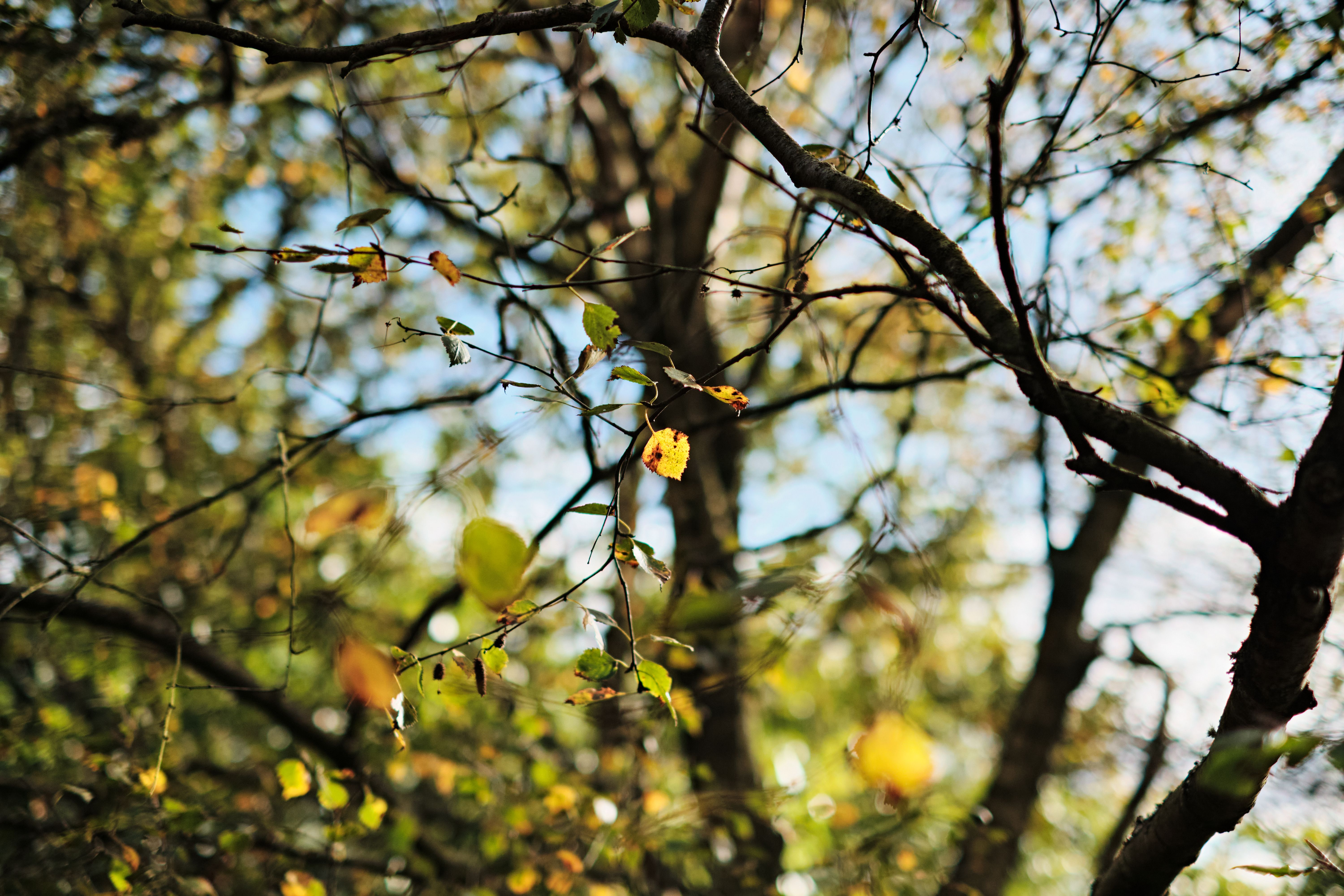 Leaves on a Branch · Free Stock Photo