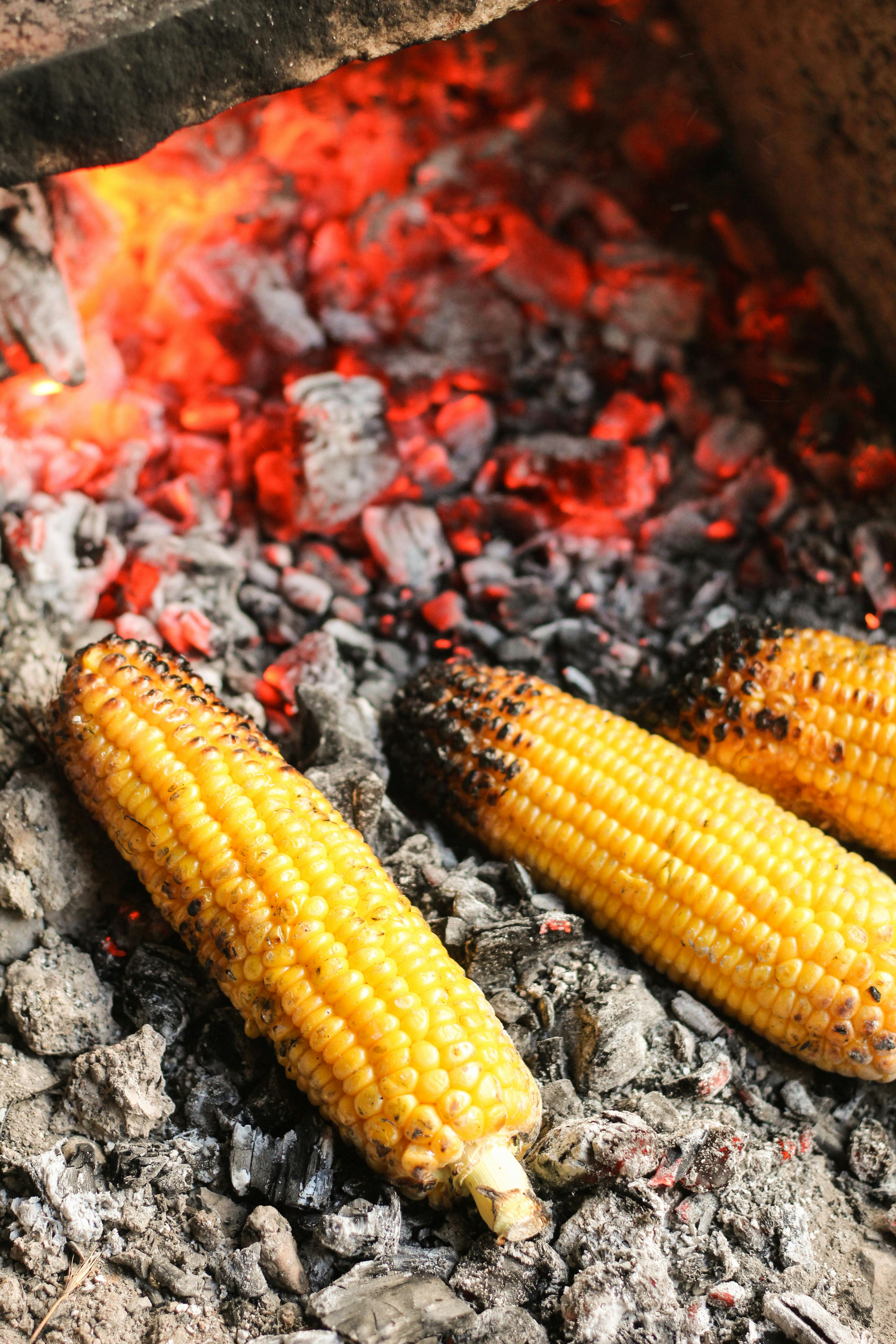 Corncobs Cooking in Embers · Free Stock Photo