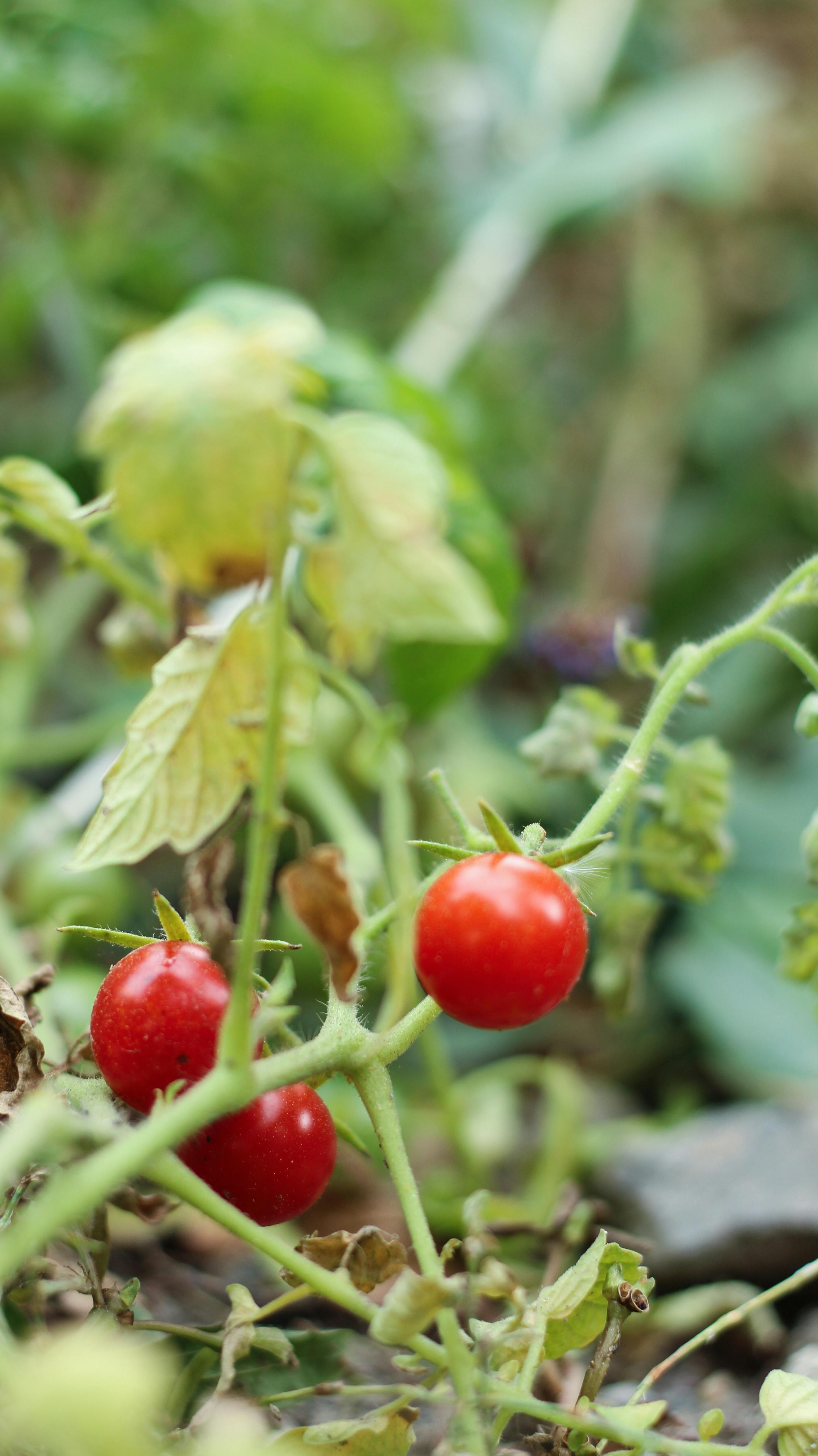 Tomato Farm Photos, Download The BEST Free Tomato Farm Stock Photos ...