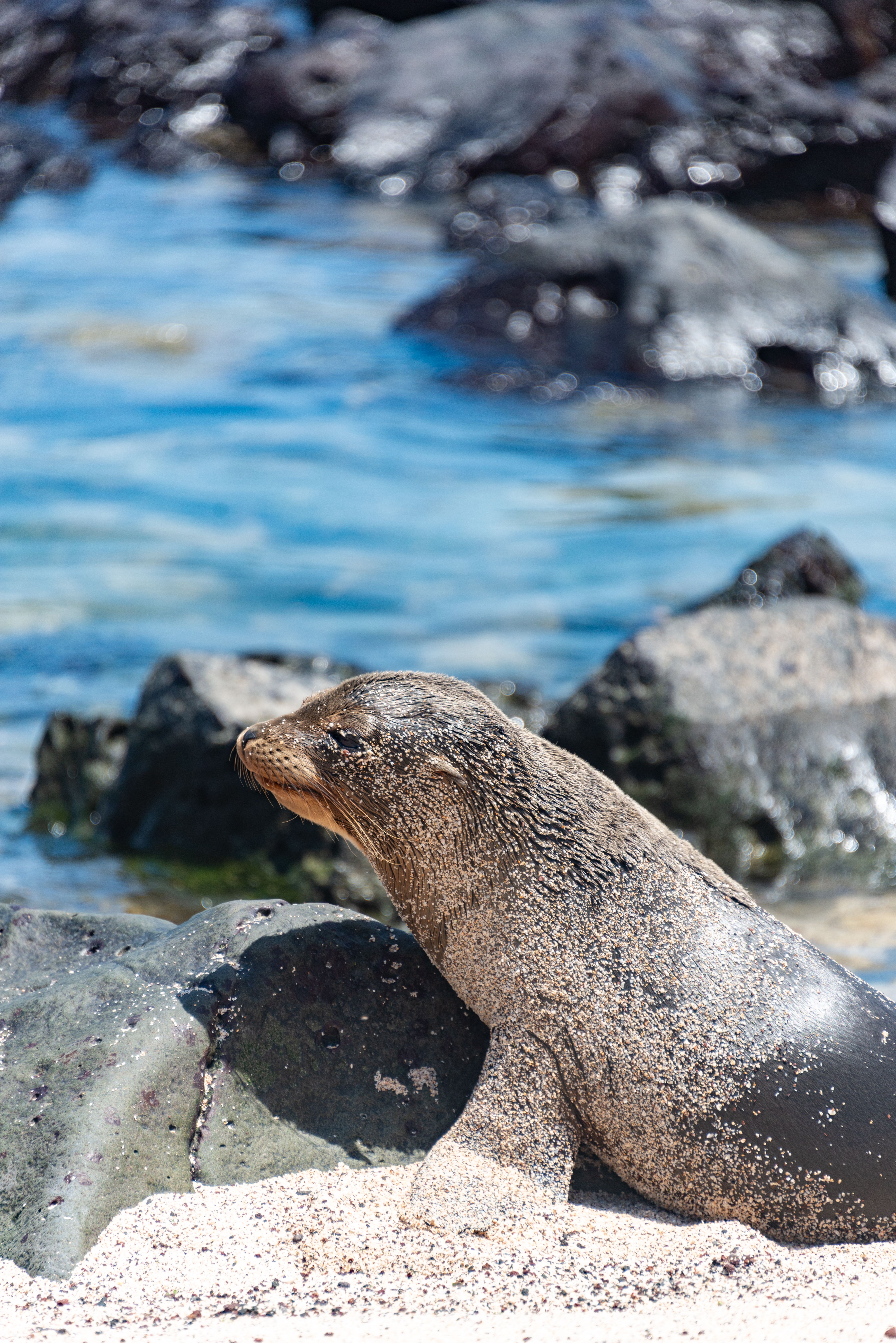 Cute Sea Lion Lying on a Beach · Free Stock Photo