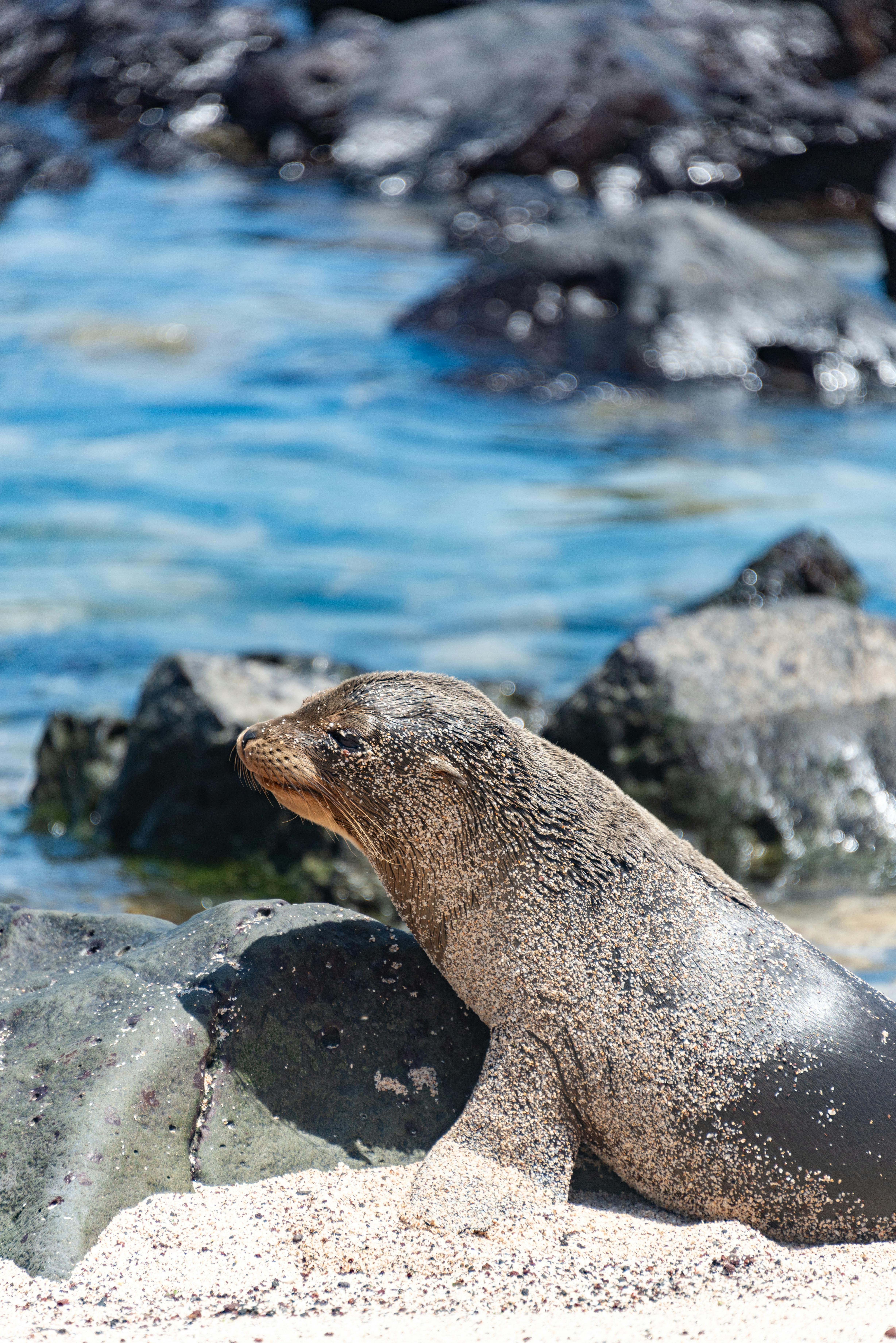 Cute sea lion lying on stones with seaweed · Free Stock Photo