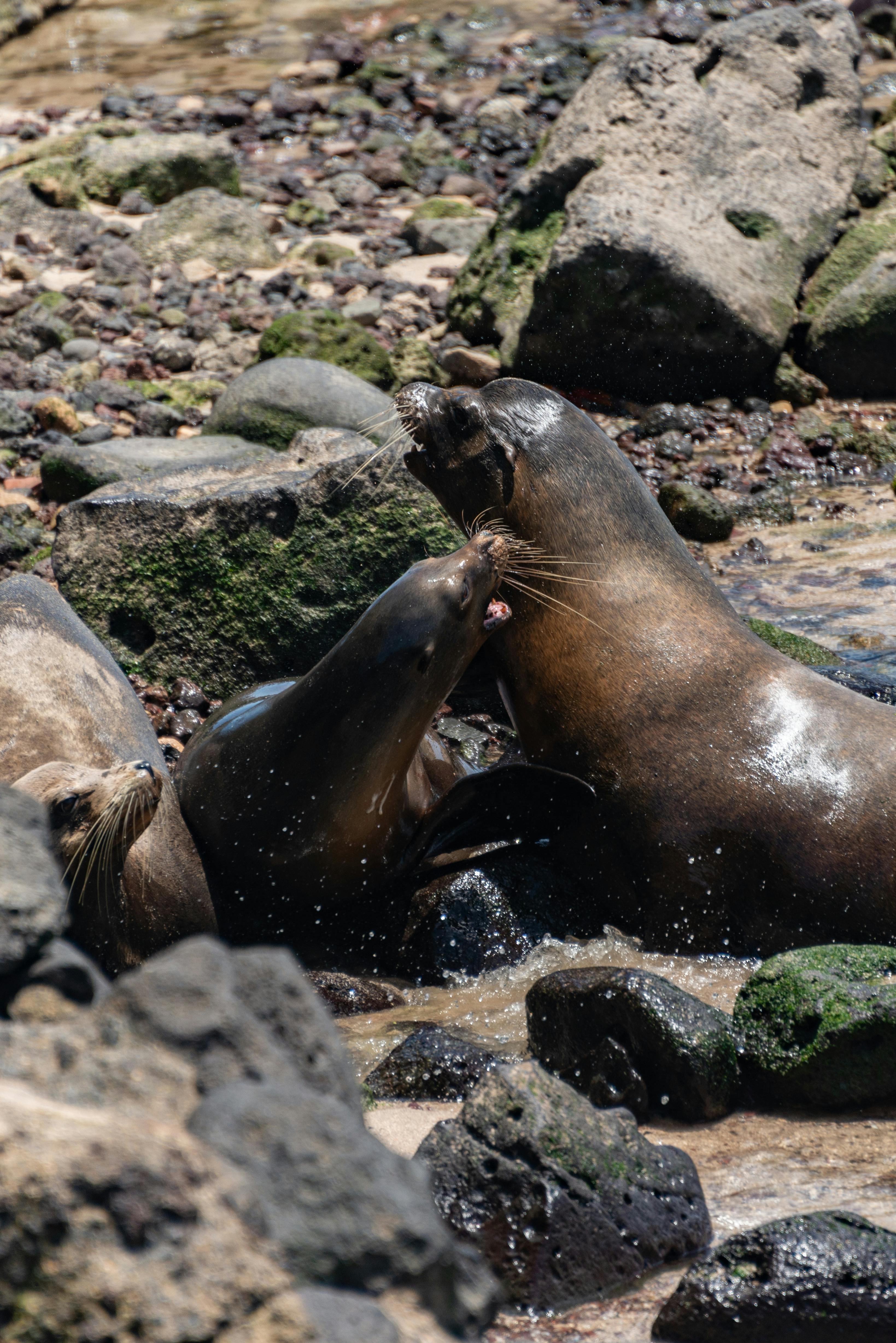 Close up of Seals Together · Free Stock Photo