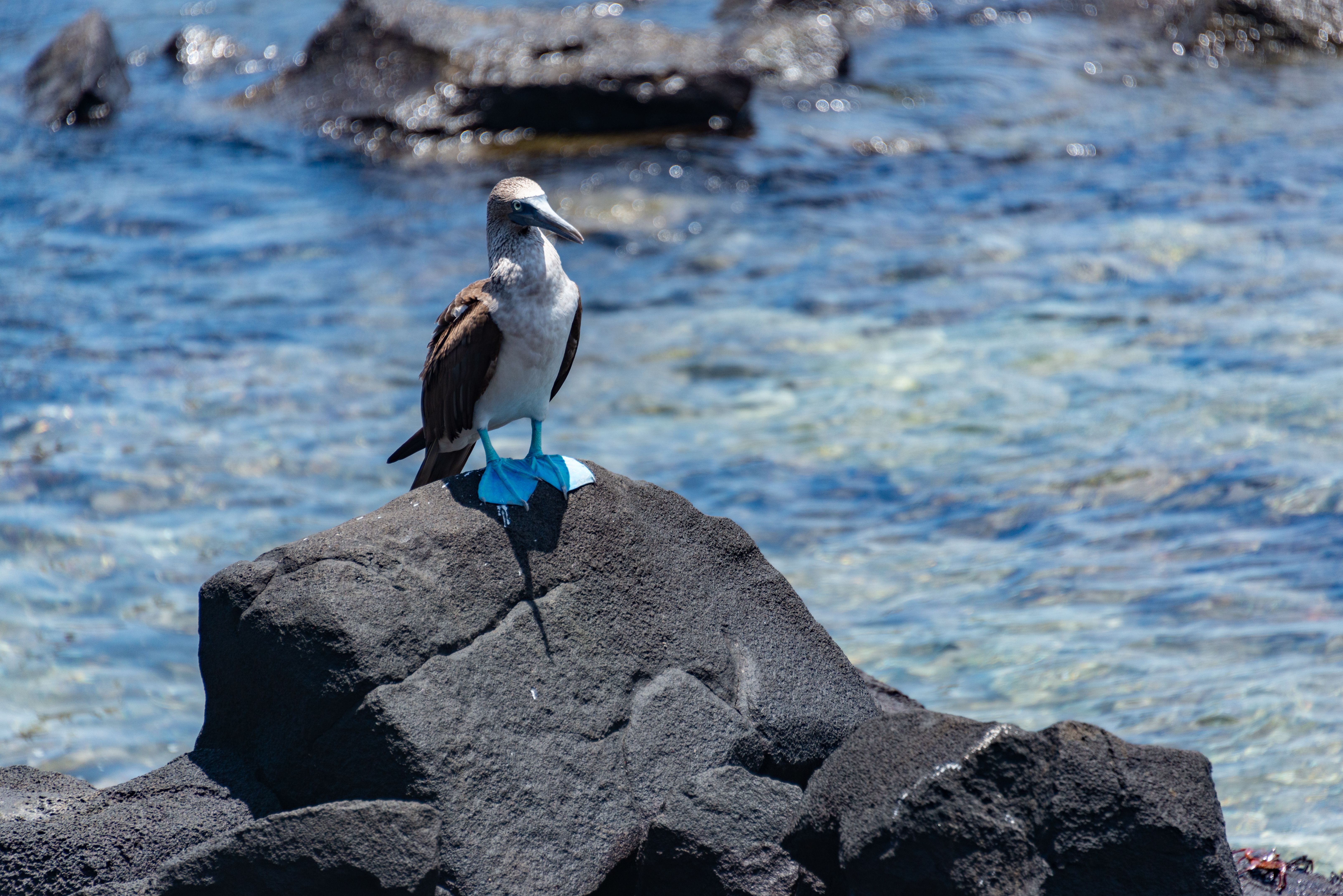 Photo of a Booby Bird · Free Stock Photo