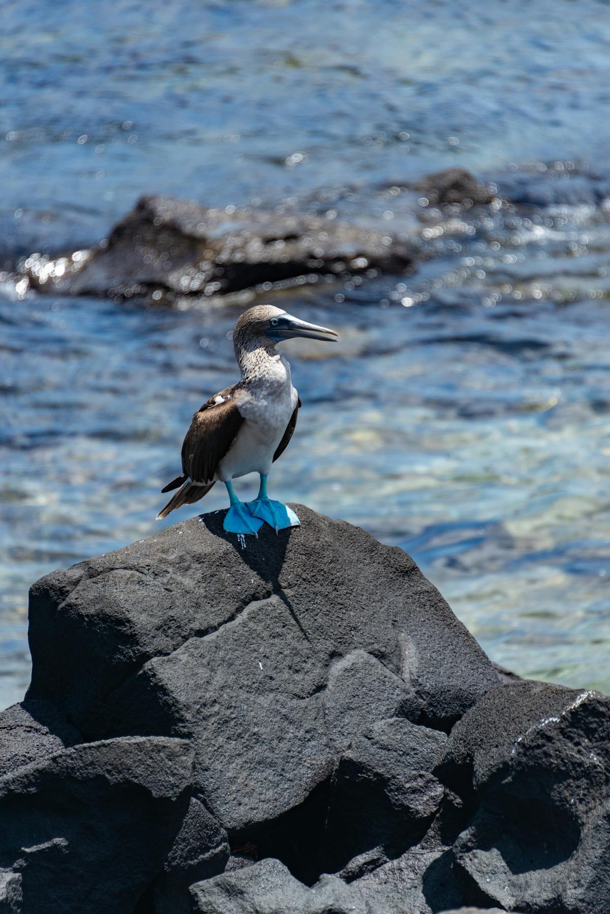Blue Footed Booby Bird Photos, Download The BEST Free Blue Footed Booby ...