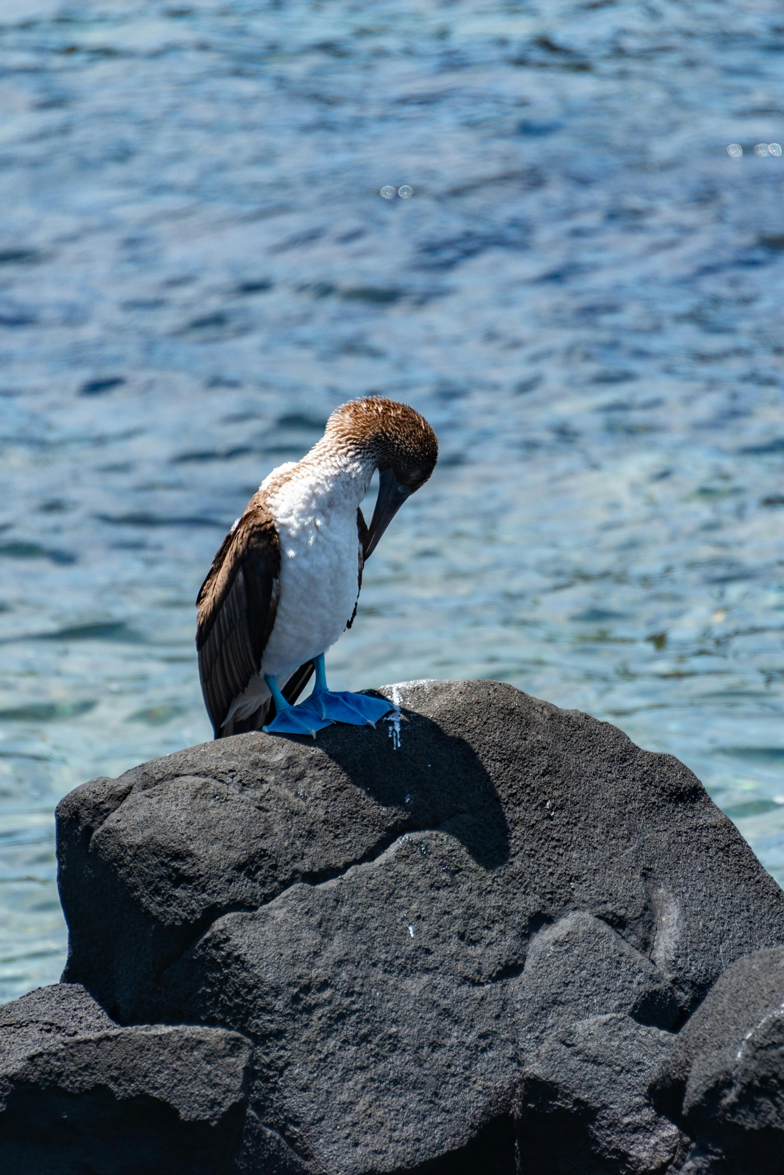 Close up of Blue-footed Booby Bird · Free Stock Photo
