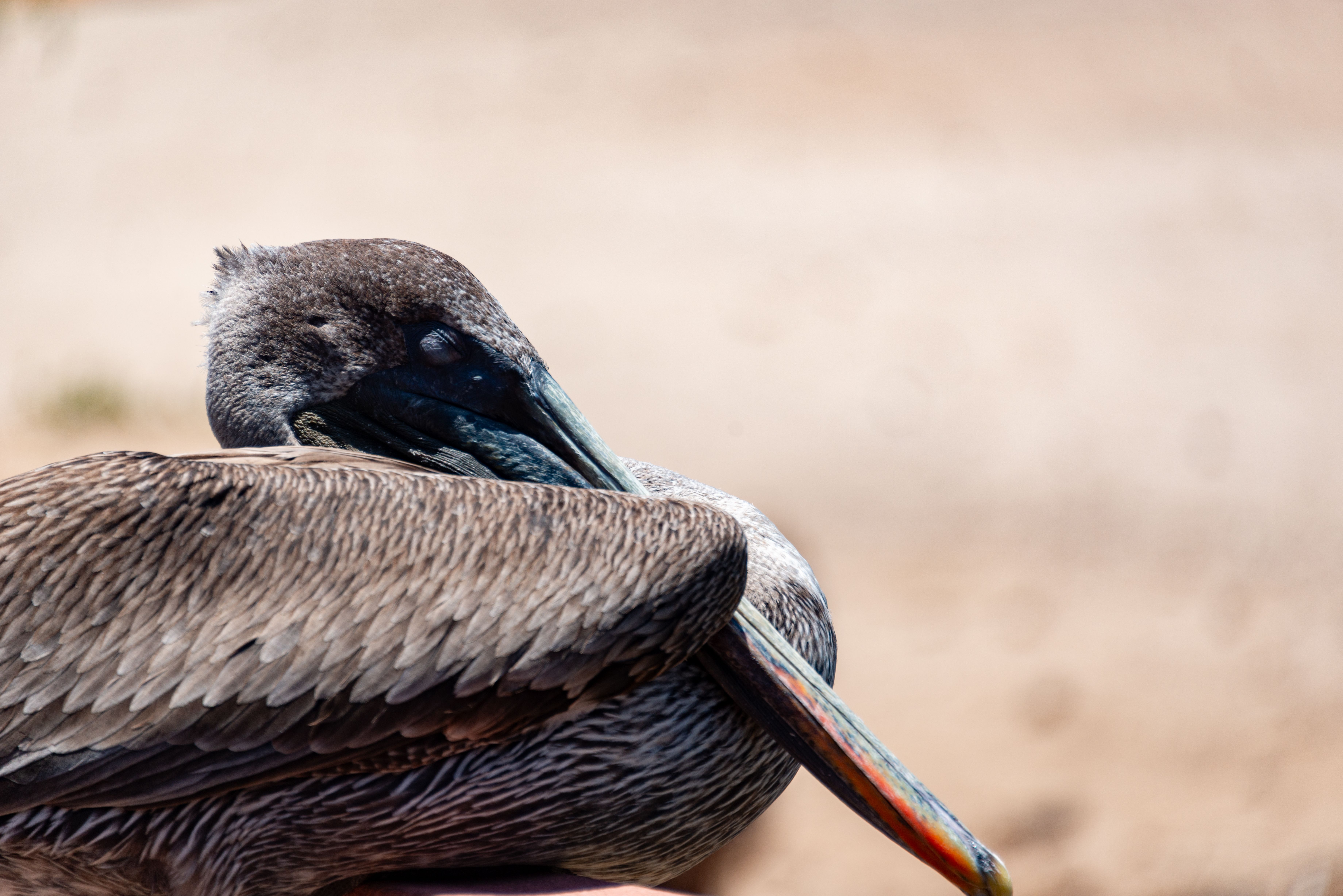 Birds Without Background Photos, Download The BEST Free Birds Without ...