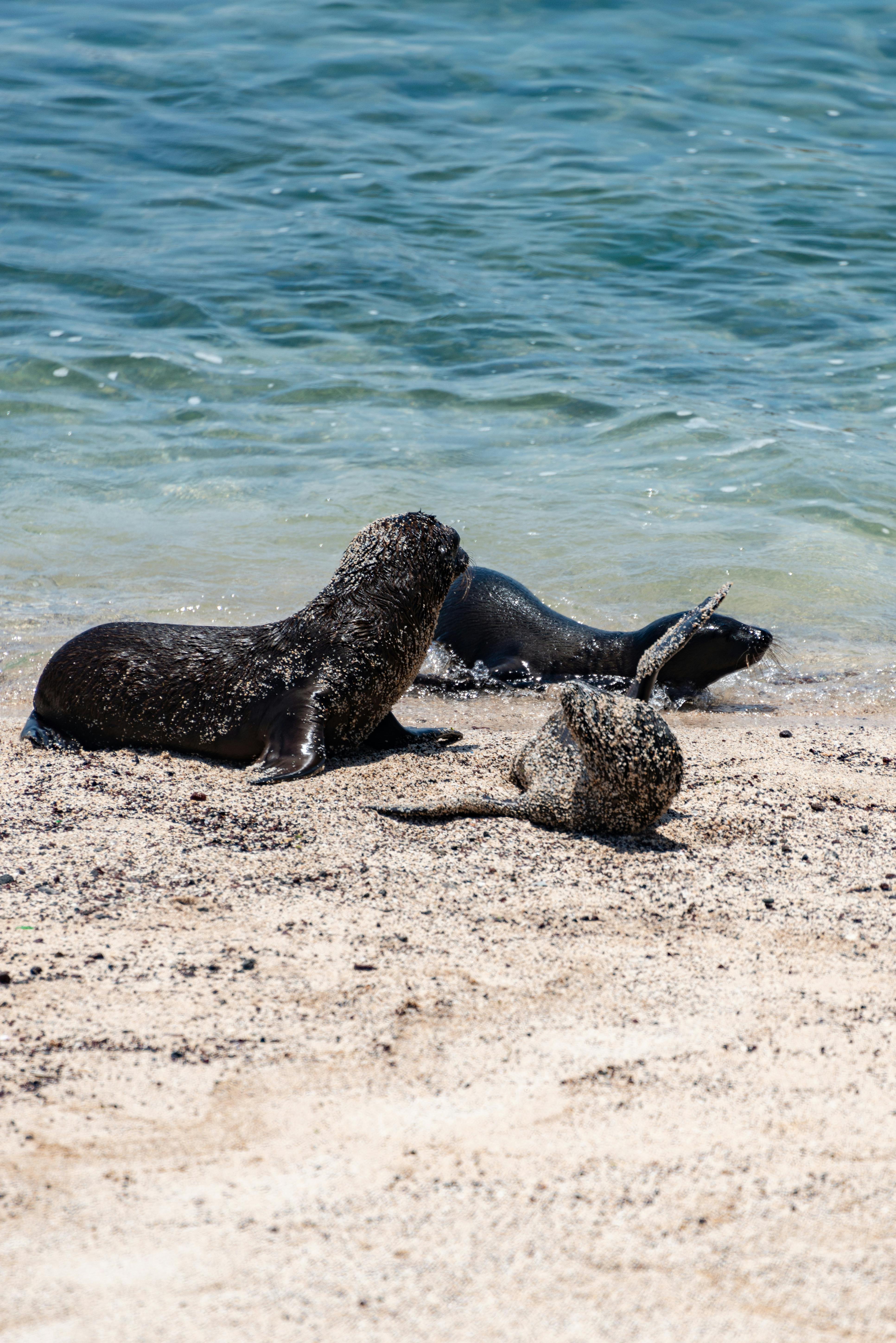 Cub Shot Photos, Download The BEST Free Cub Shot Stock Photos & HD Images
