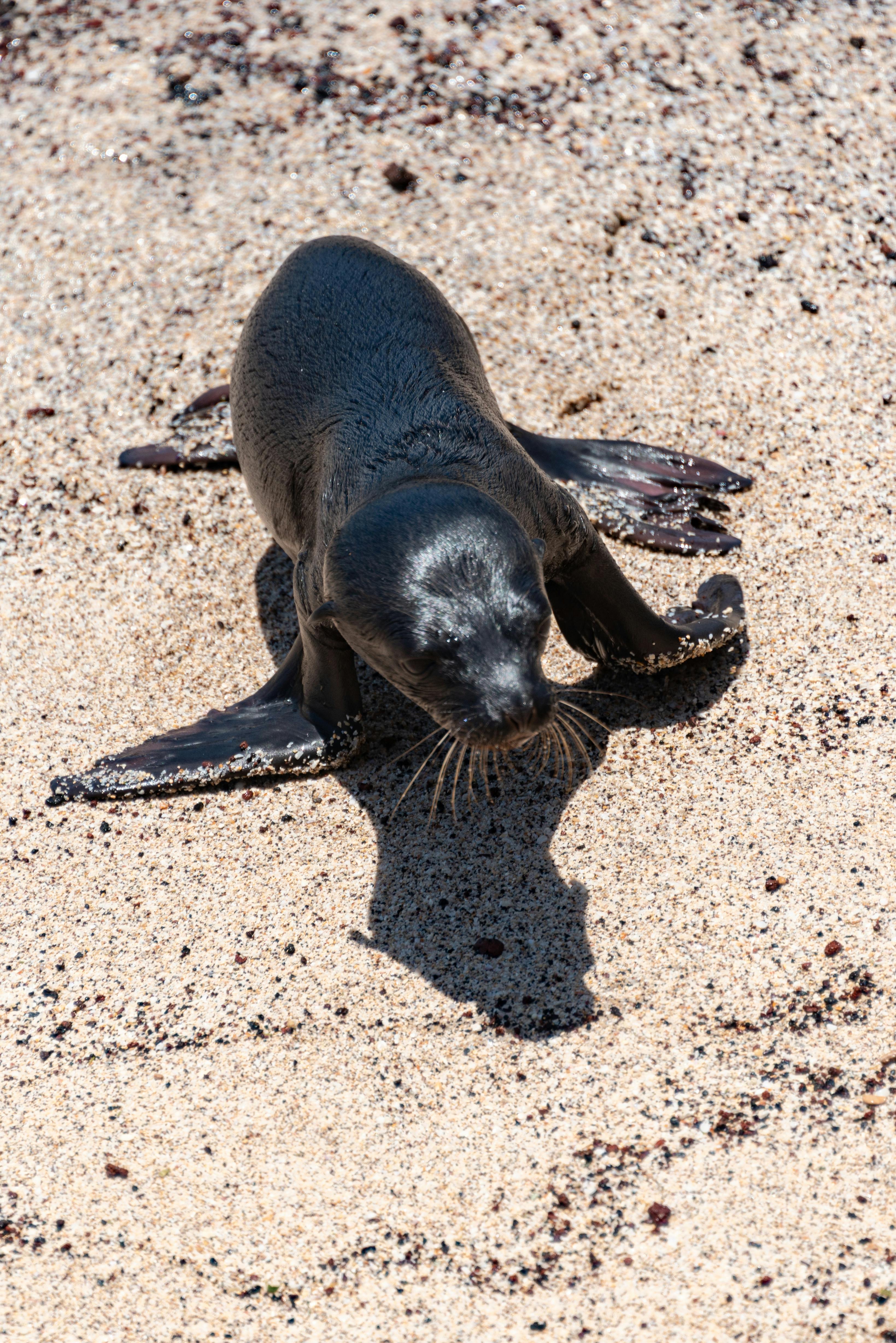 Close up of Seal Cub on Sand · Free Stock Photo