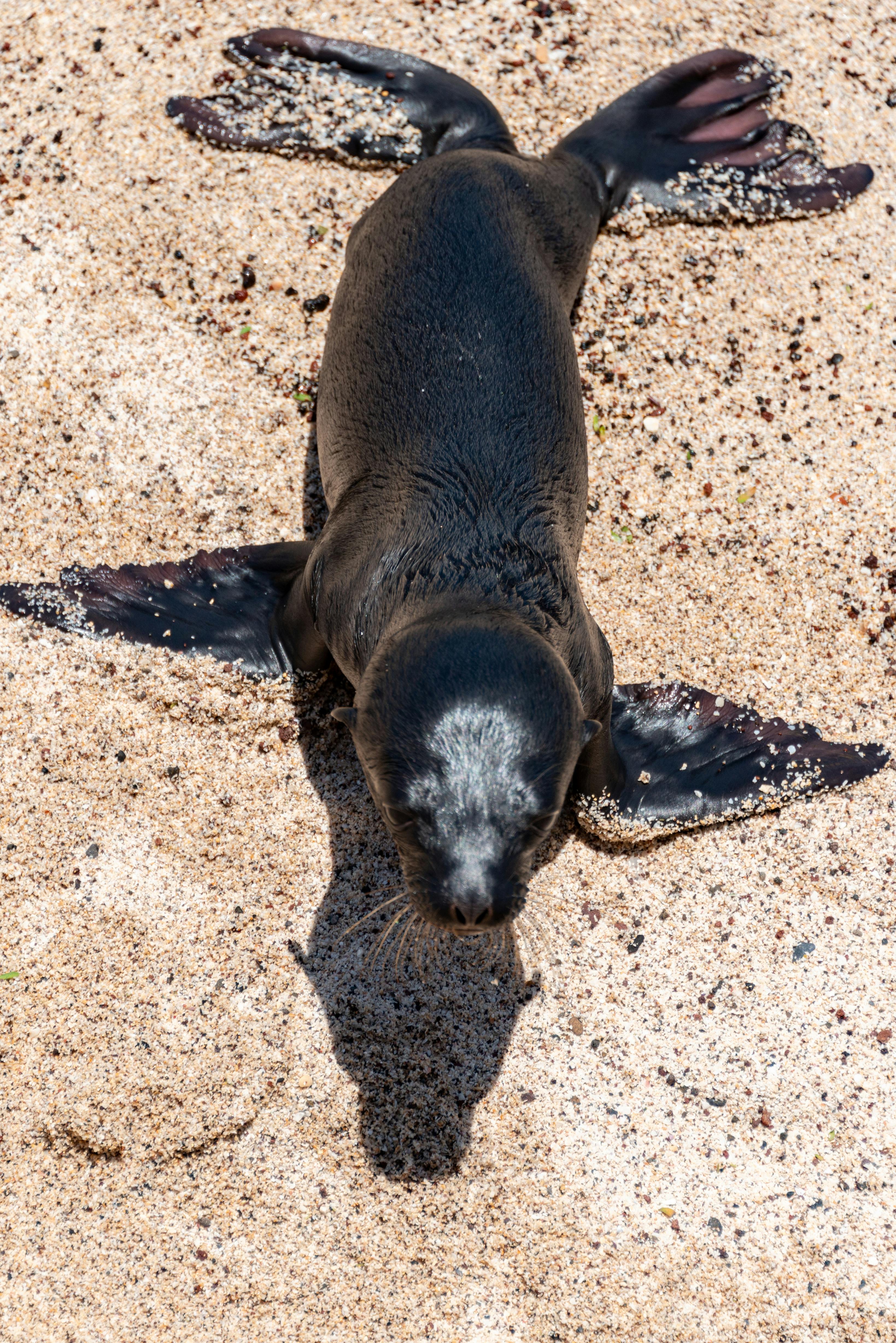 Seal on Sand · Free Stock Photo