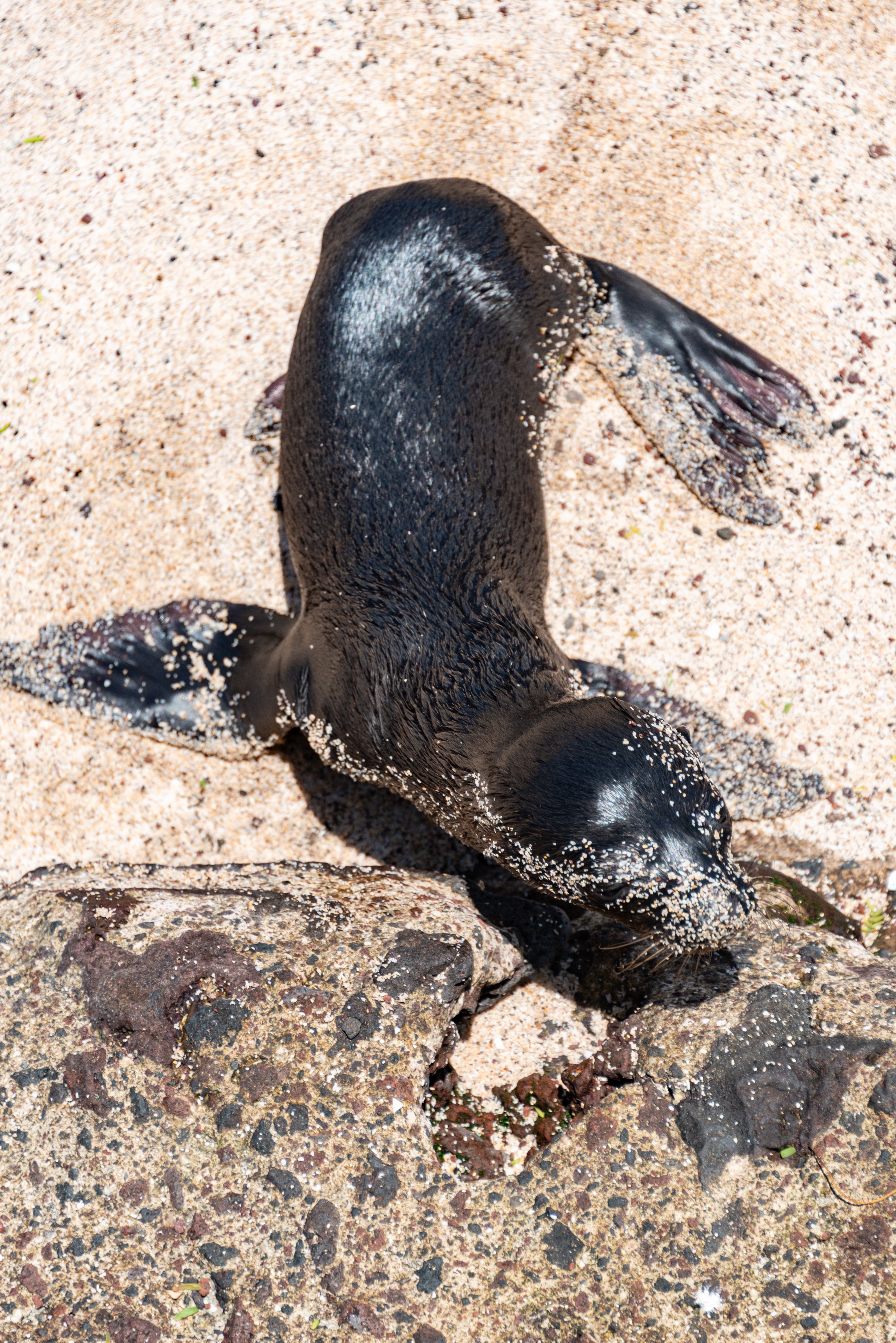Seal Cub on Sand · Free Stock Photo