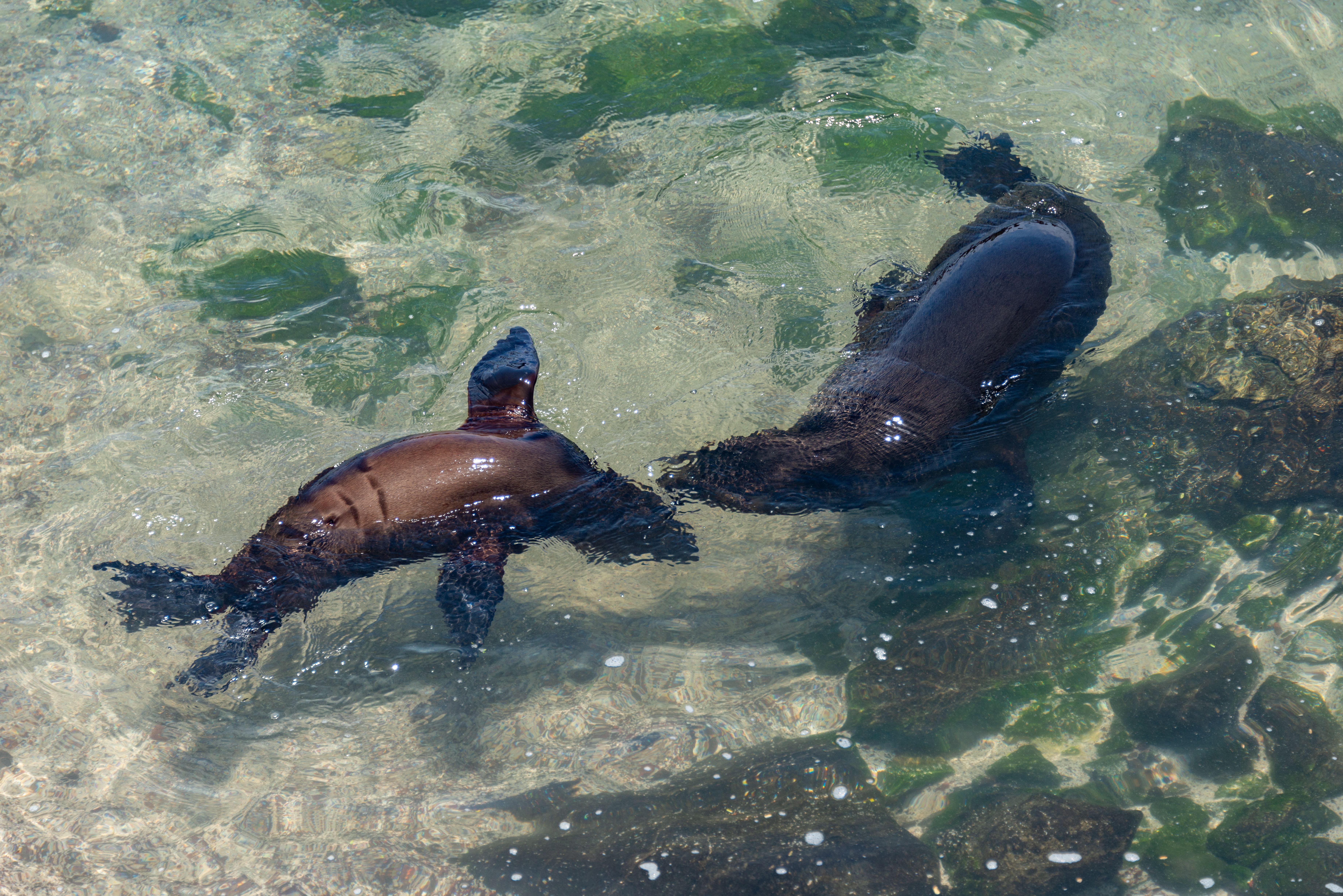 Seals Swimming on Shore · Free Stock Photo