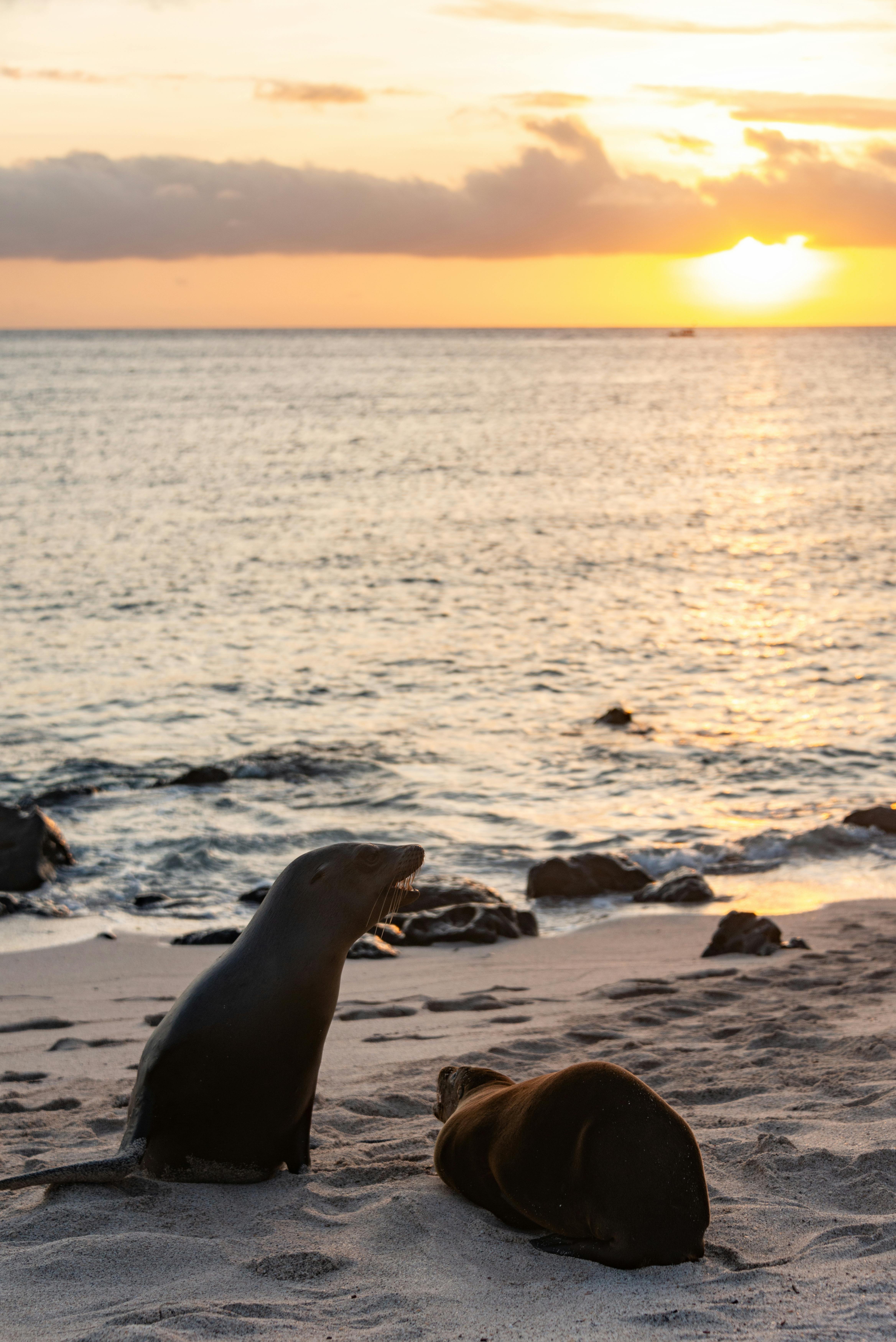 Seals on Beach on Shore at Sunset · Free Stock Photo