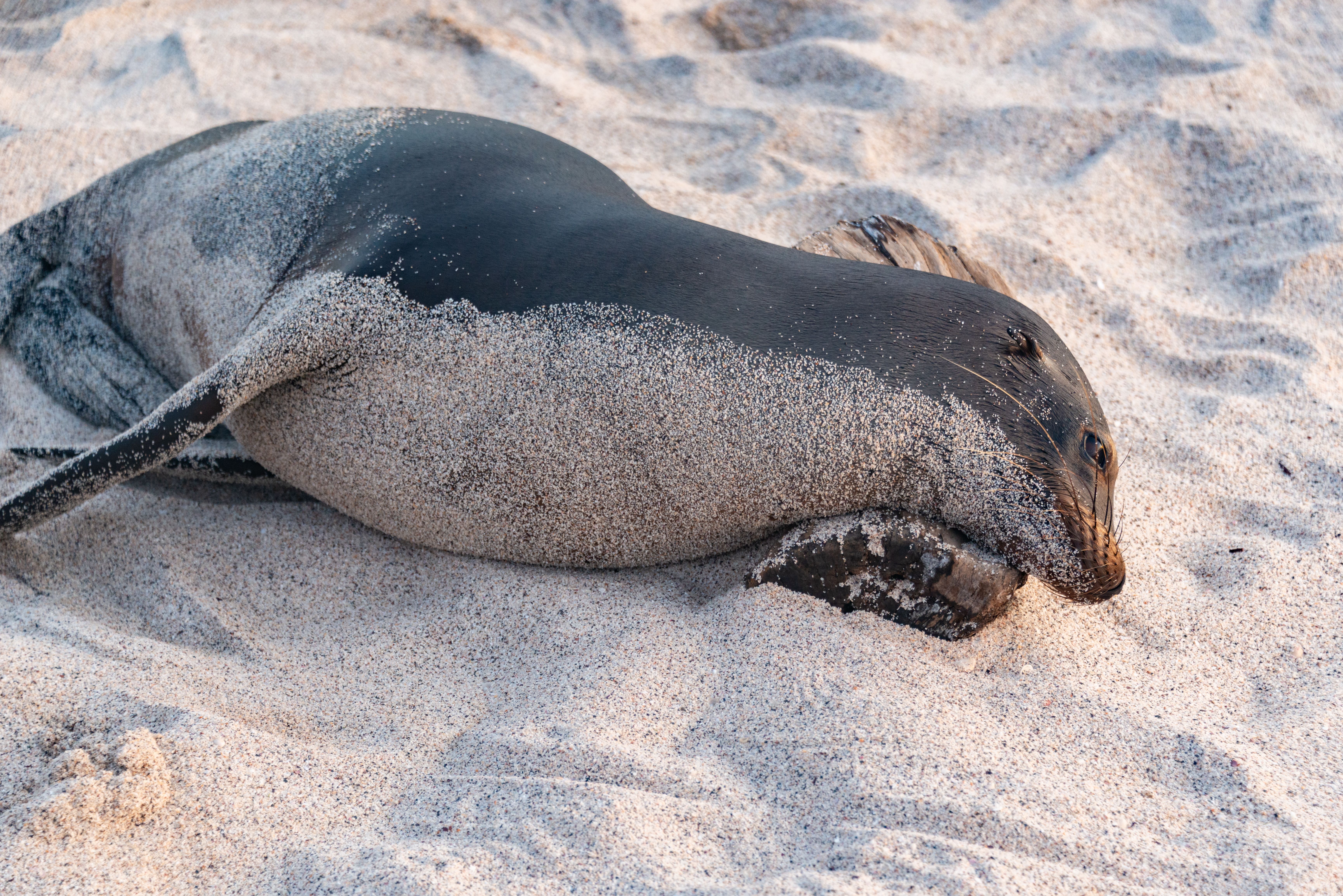Seal in Sand · Free Stock Photo