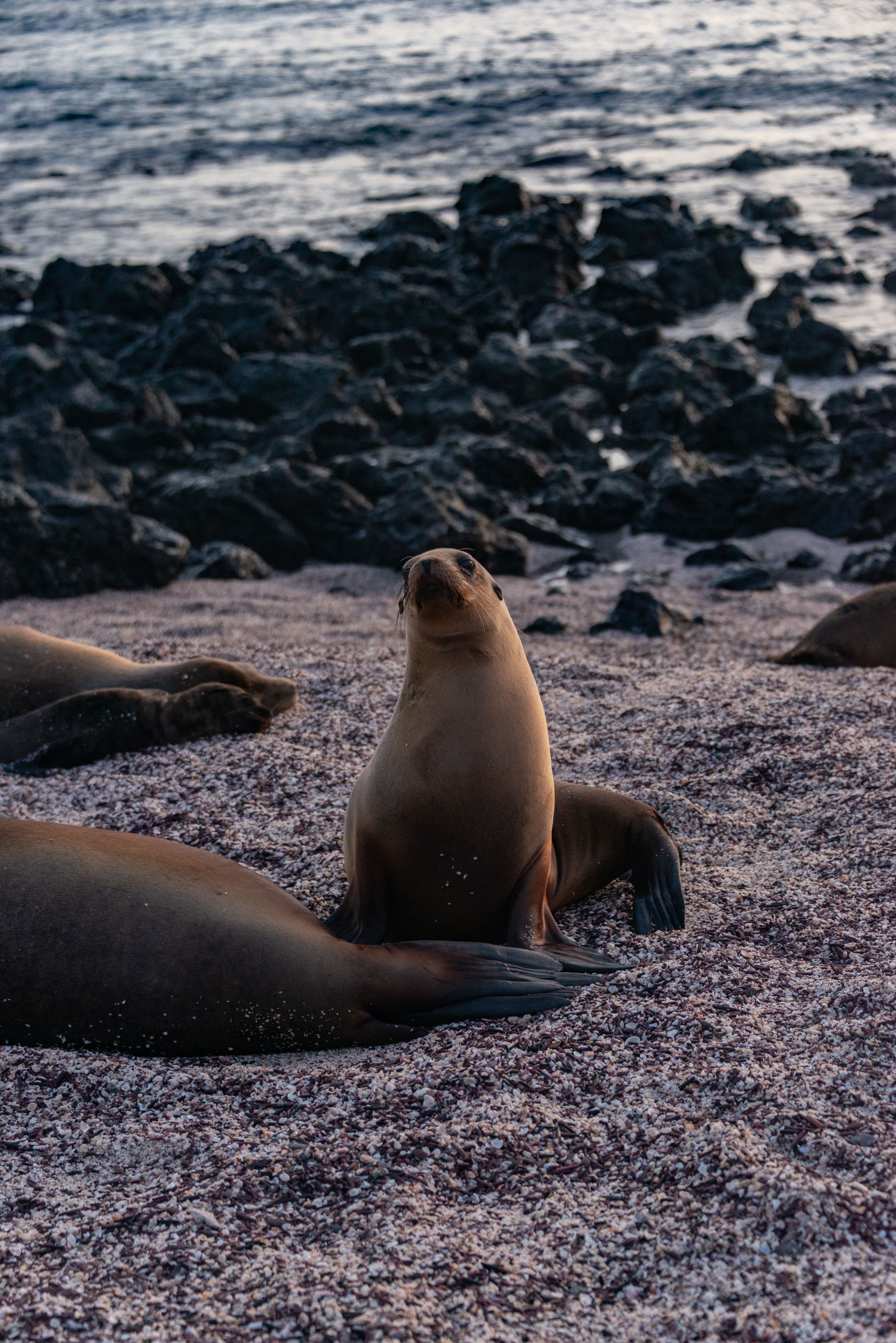 Seals on Rocks on Sea Shore · Free Stock Photo