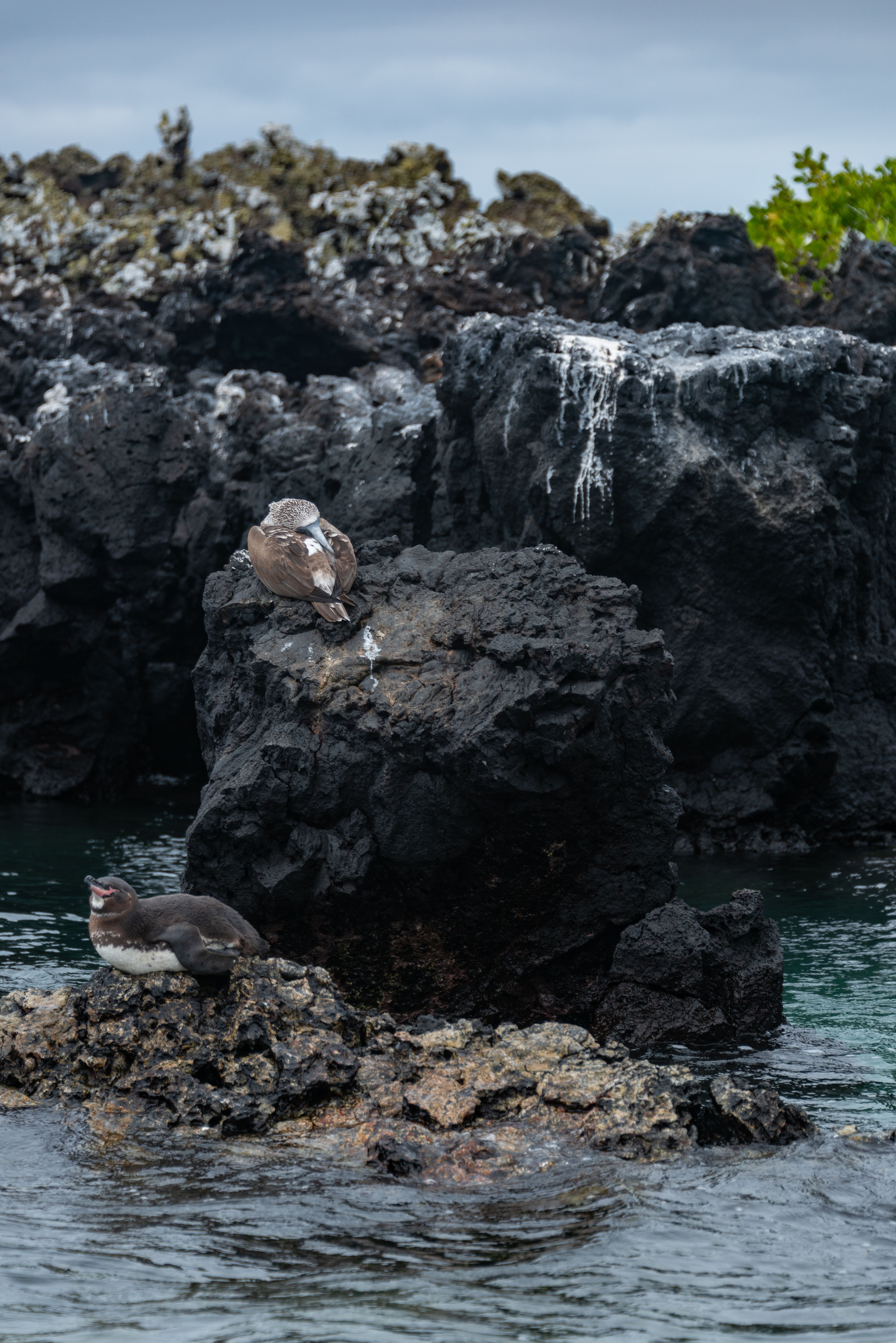 Bird and Penguin on Rocks on Sea Shore · Free Stock Photo