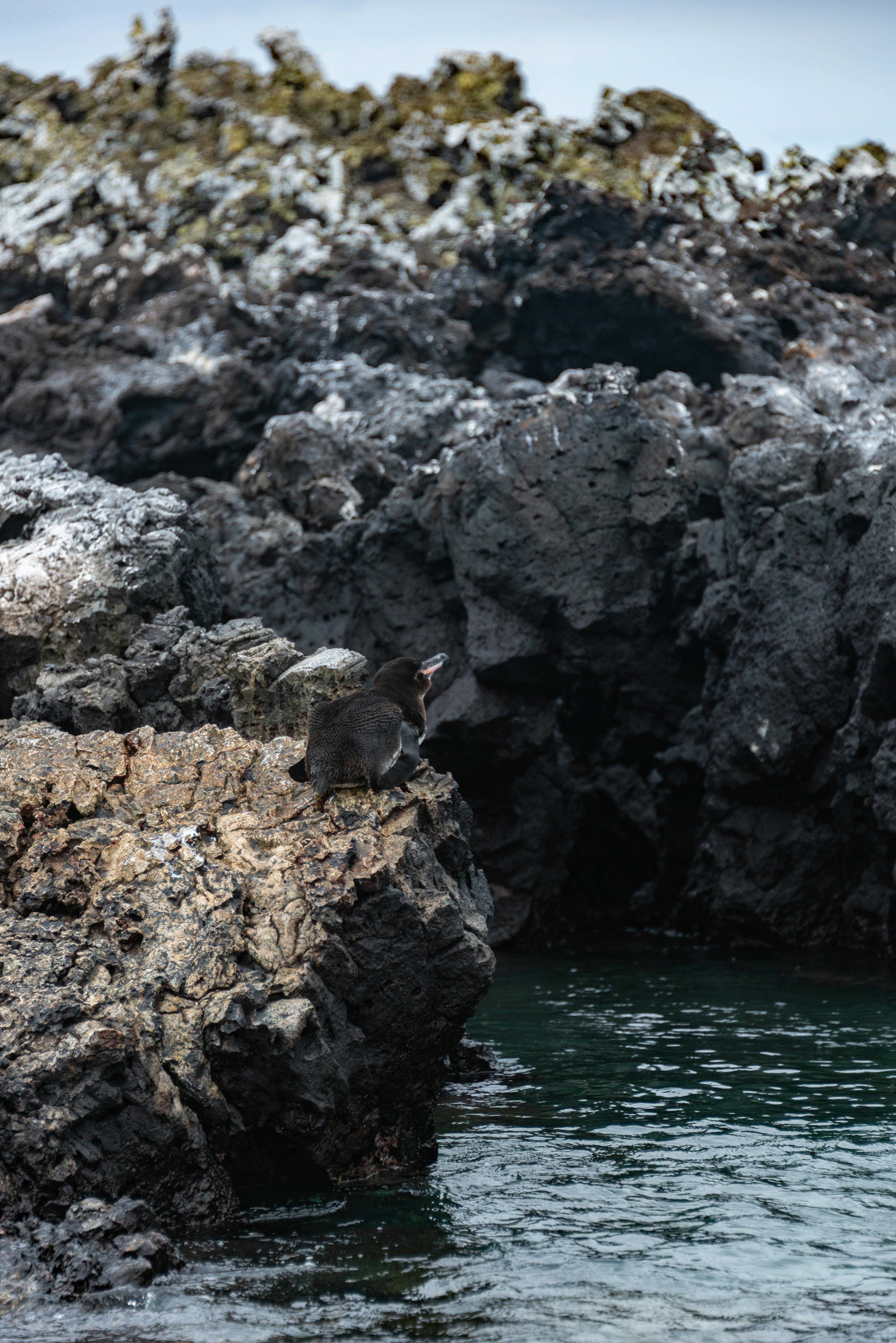 Animal on Rocks on Sea Shore · Free Stock Photo