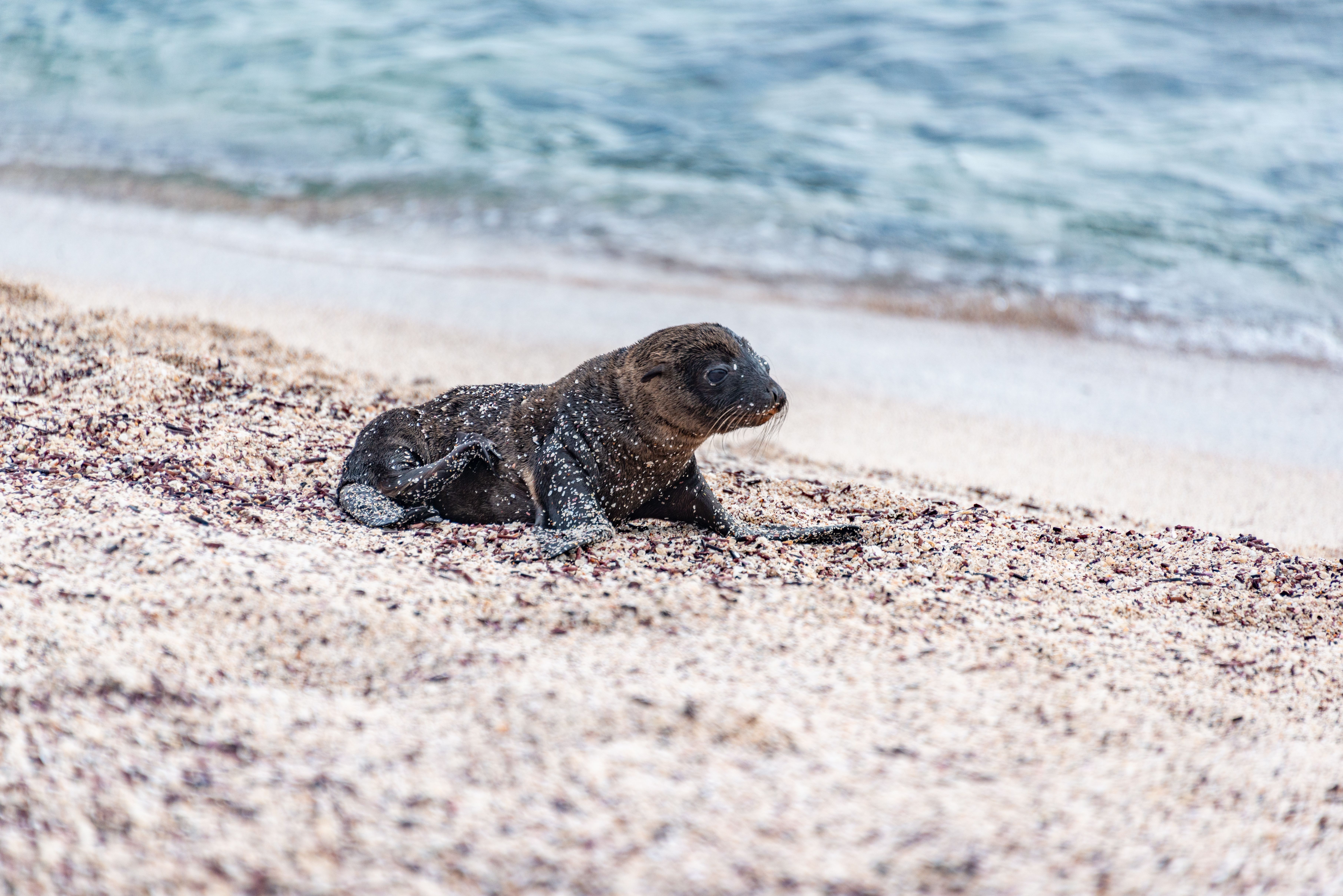 Sea Lion Pup Covered in Beach Sand · Free Stock Photo