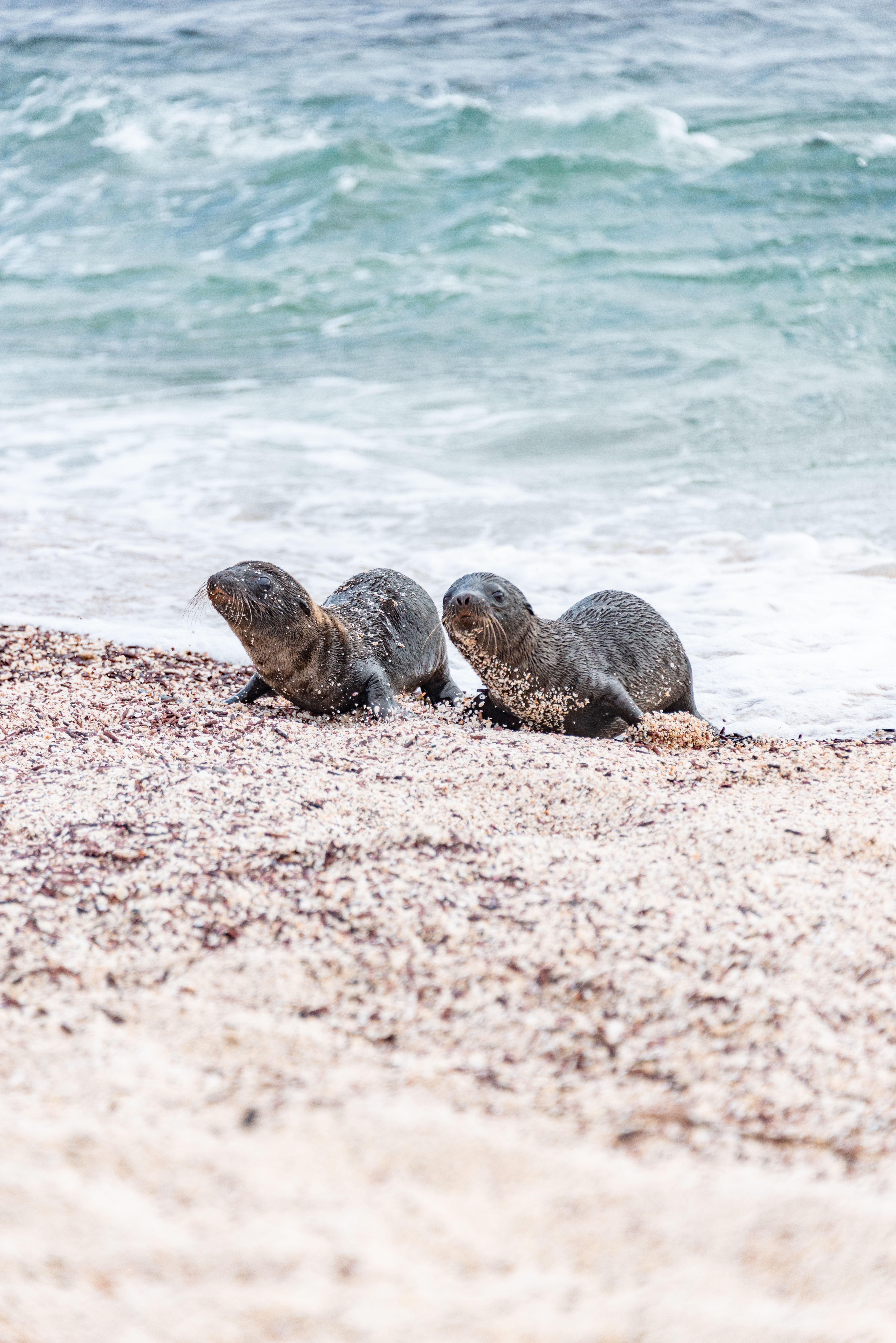 Two Young Sea Lions Crawling on a Beach · Free Stock Photo