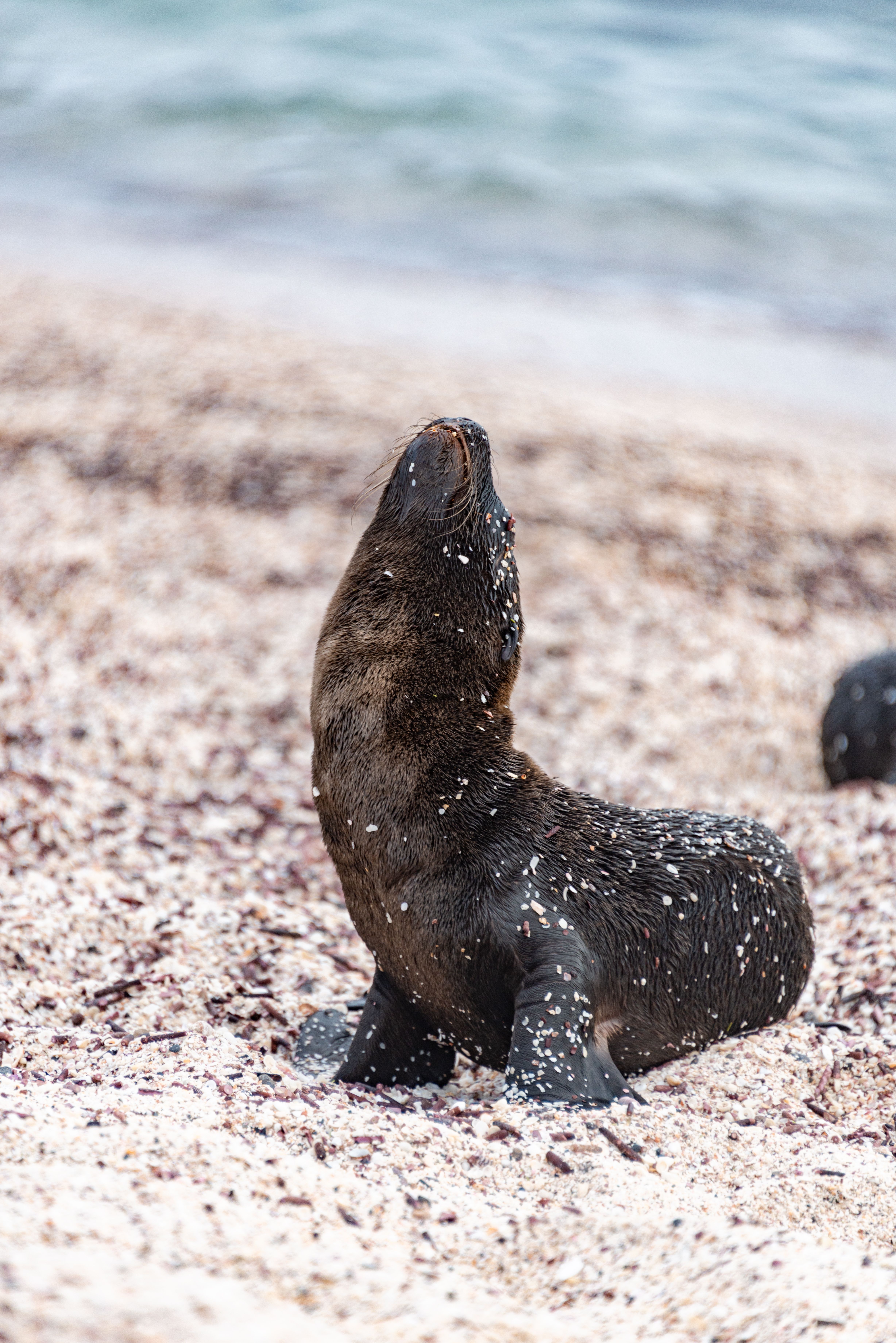Sea Lion on Near Seashore during Daytime · Free Stock Photo