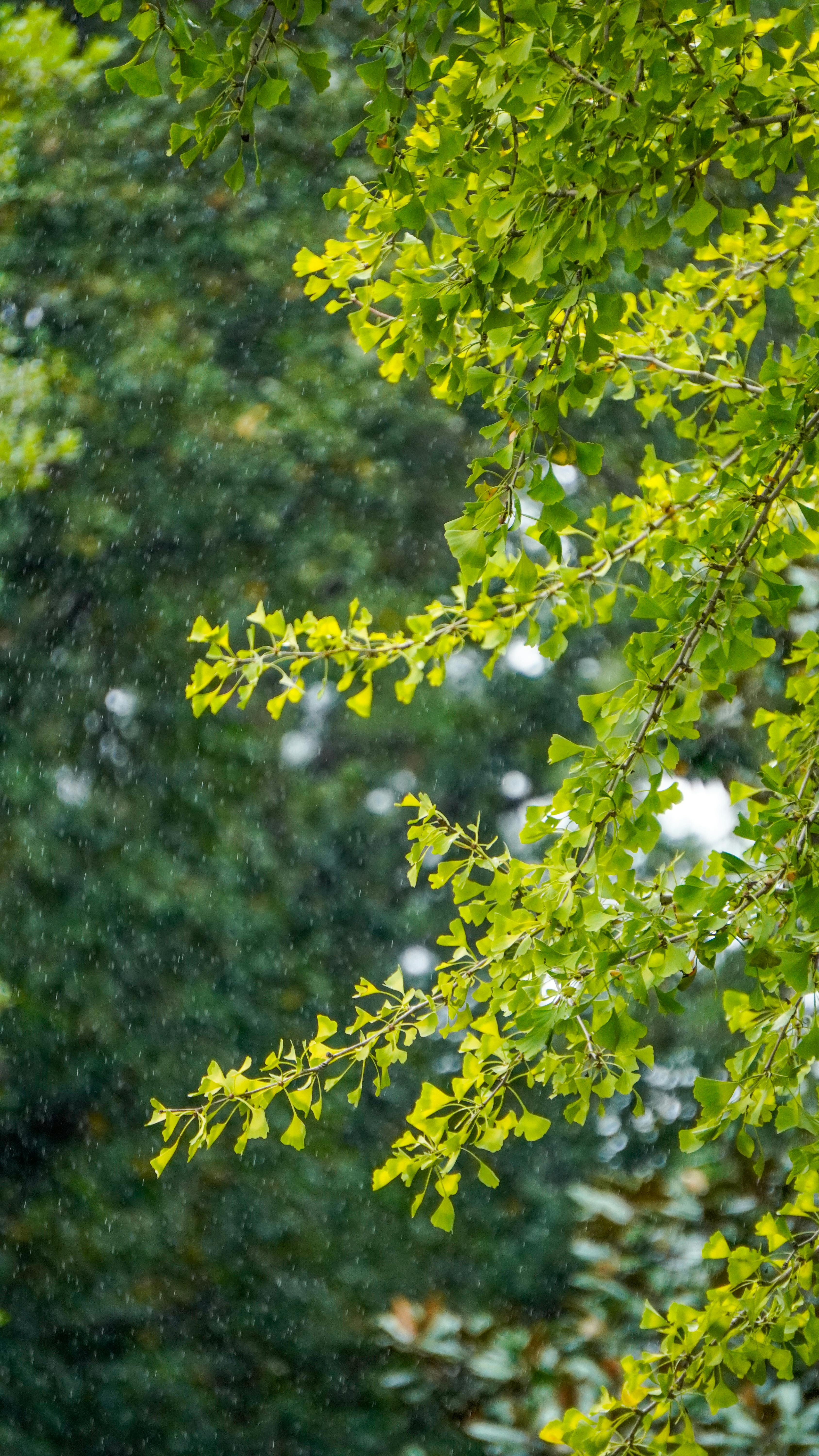 Tree Branches in Spring Rain · Free Stock Photo