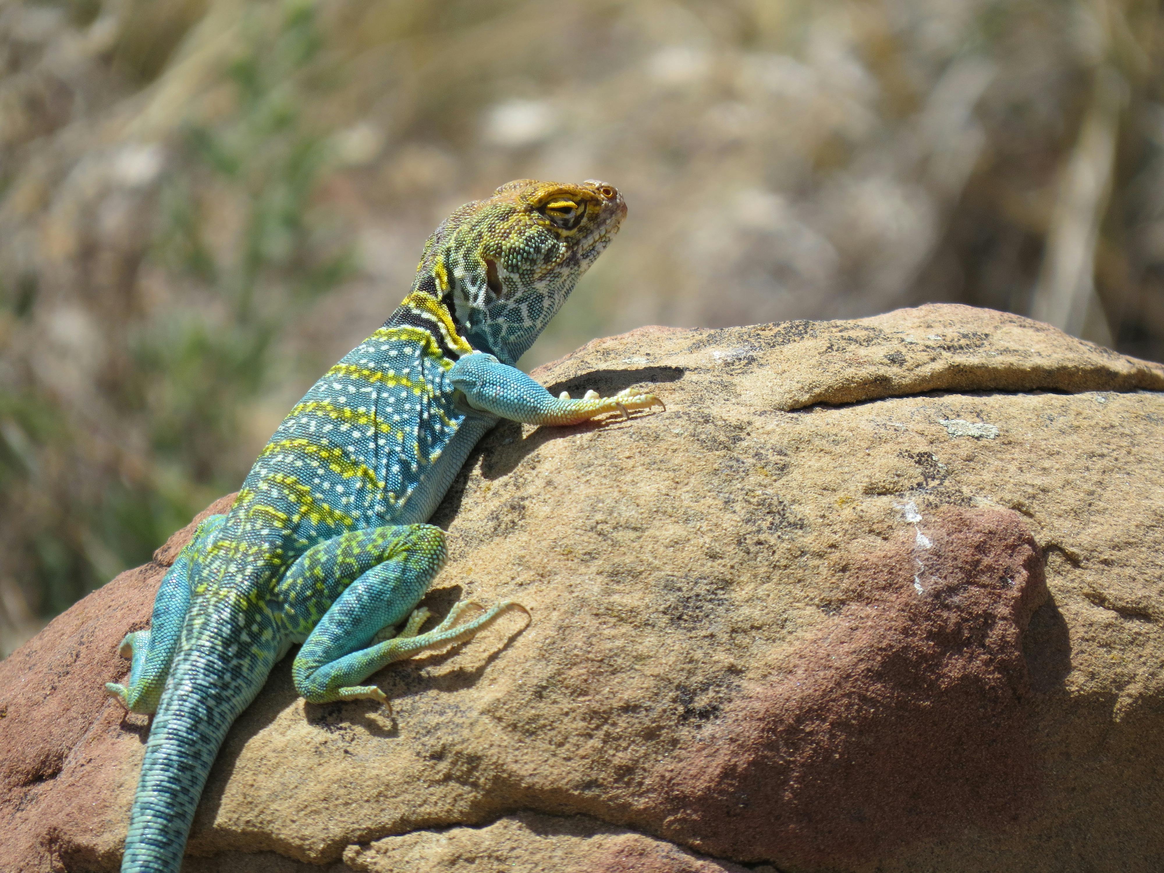 Eastern Collared Lizard Crawling on a Boulder · Free Stock Photo