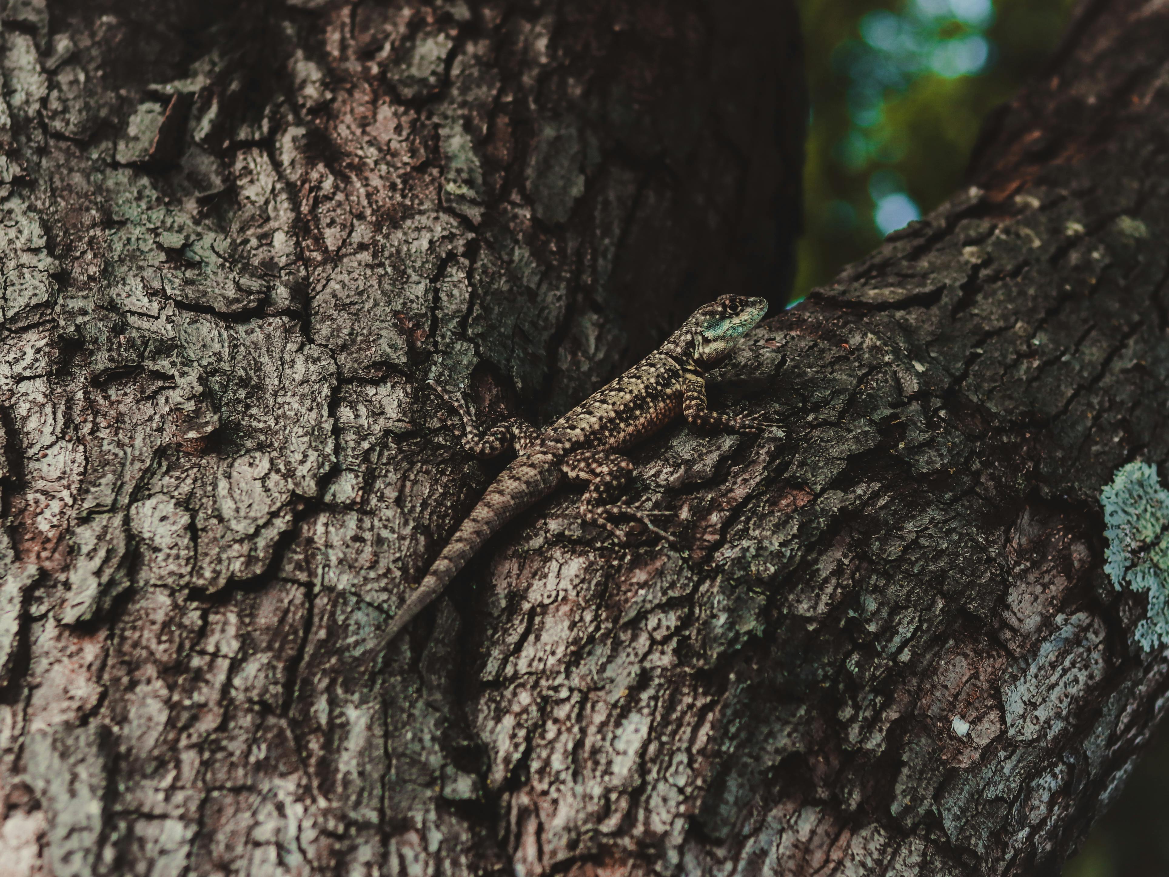 Smiley Lizard Photos, Download The BEST Free Smiley Lizard Stock Photos ...