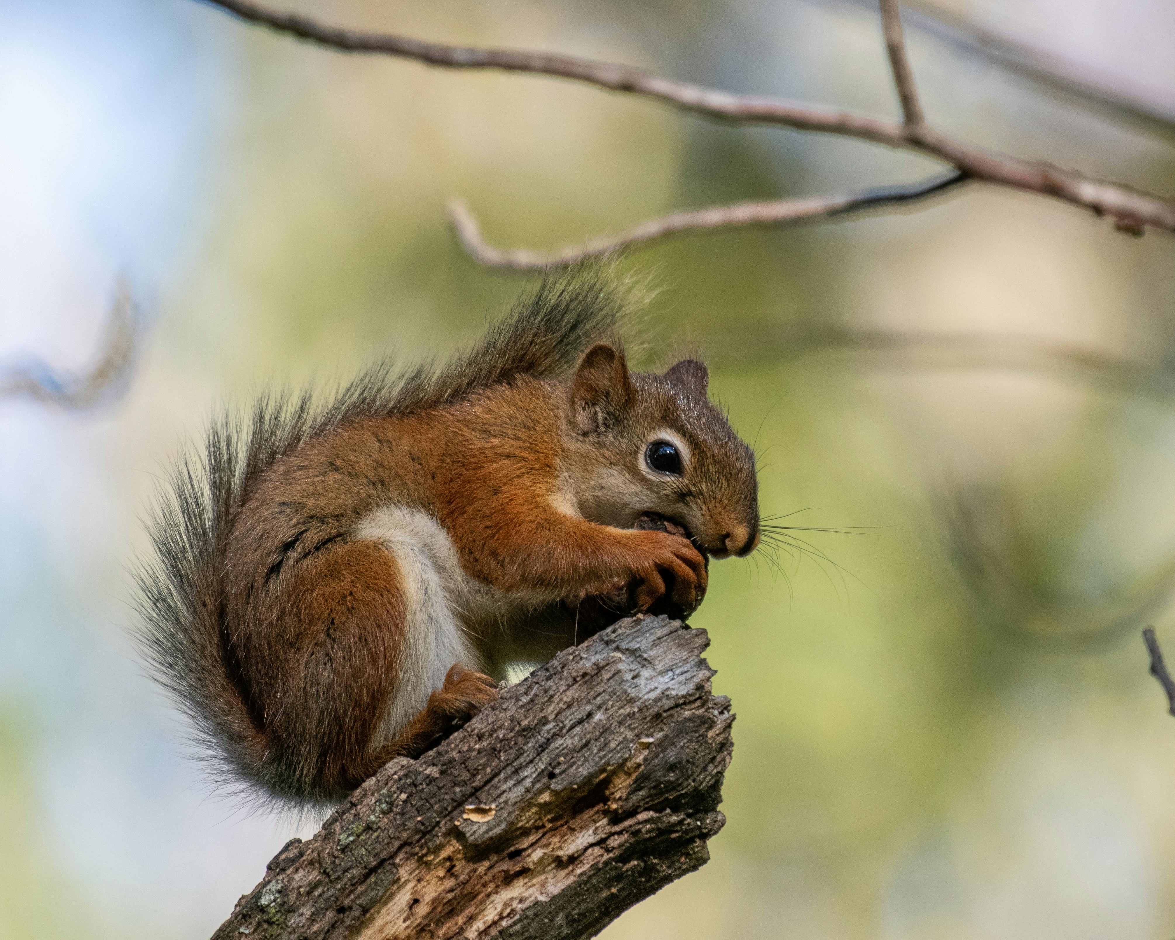 A Red Squirrel Gnawing a Conifer Cone · Free Stock Photo