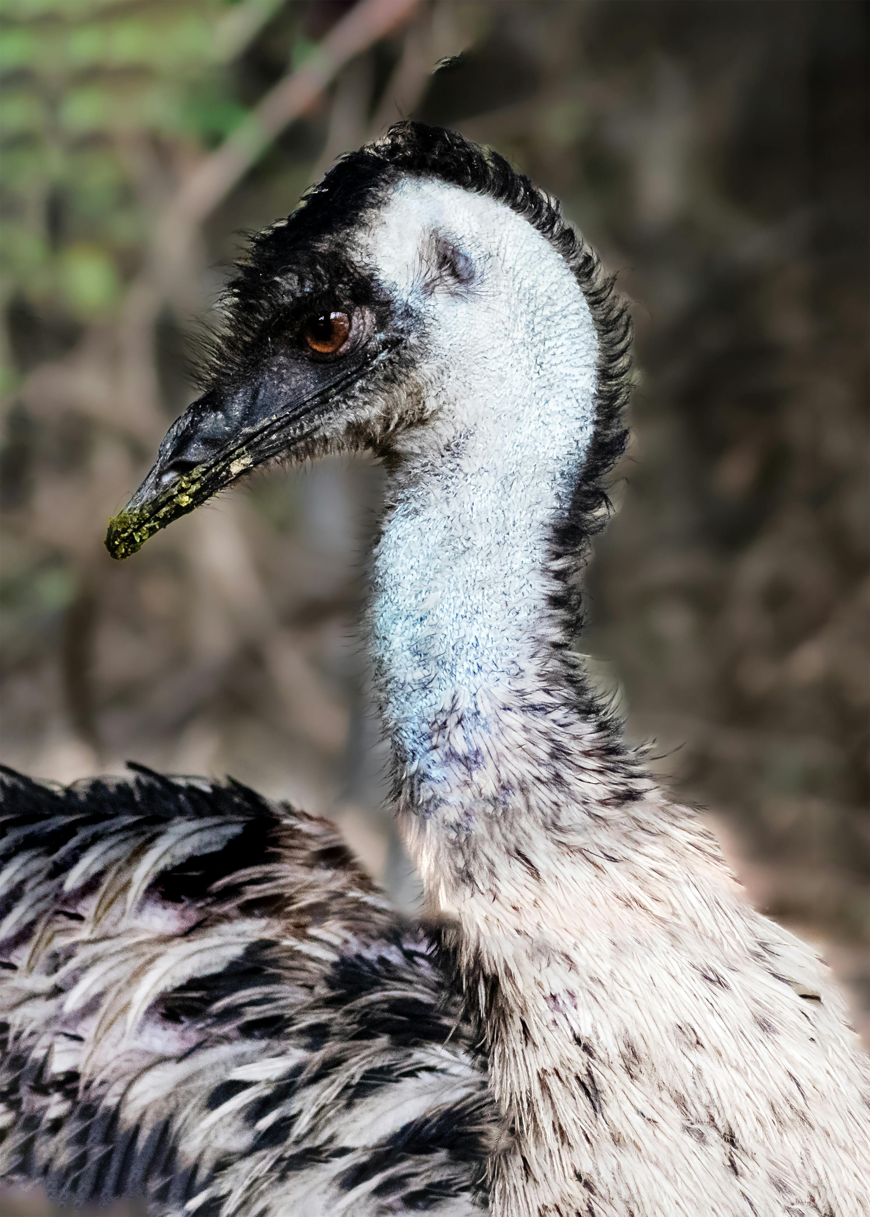 Portrait of Emu · Free Stock Photo